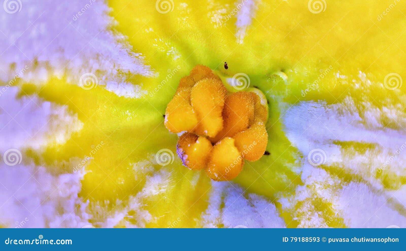 Pollen image stock. Image du fleur, vert, pollen, lame - 79188593