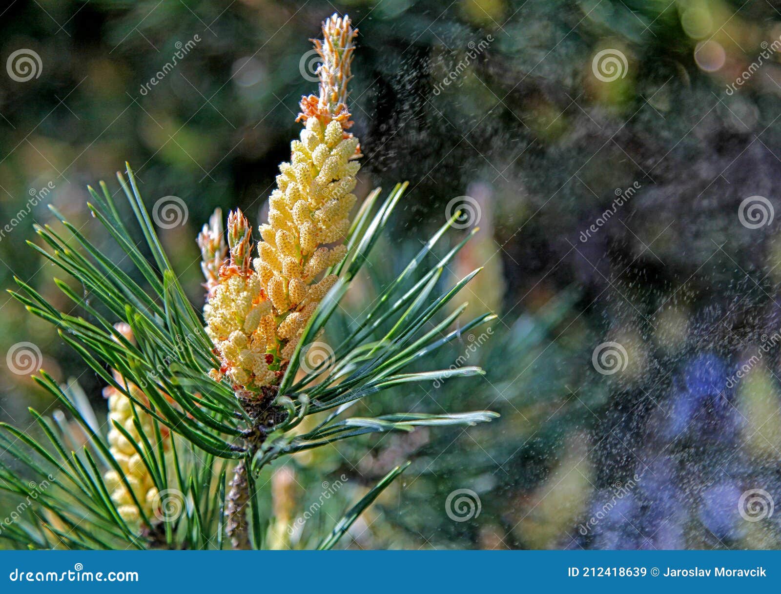 Pollen in the air stock image. Image of wind, autumn - 212418639
