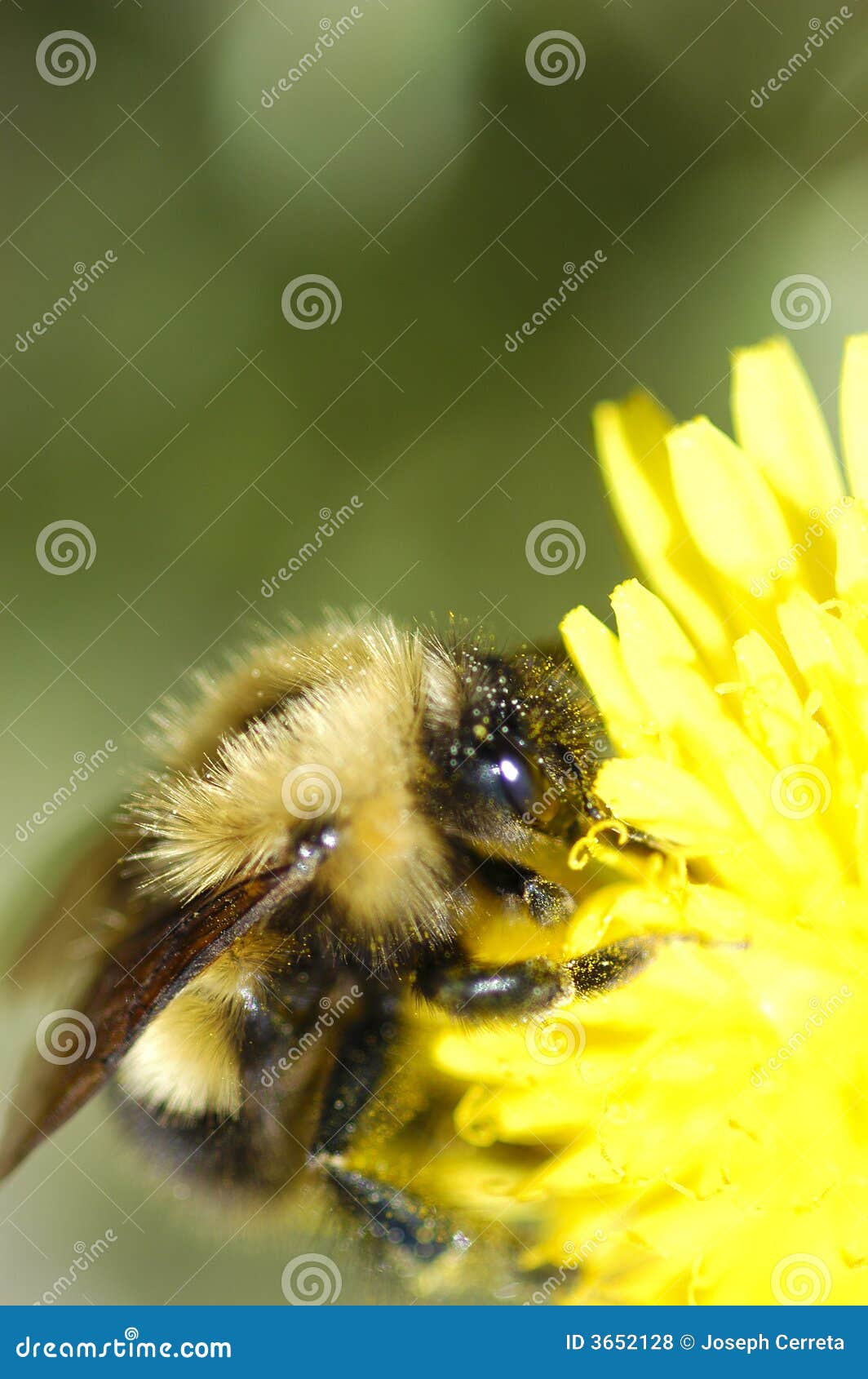 Pollen Bee stock photo. Image of buzz, macro, pollen, honey - 3652128