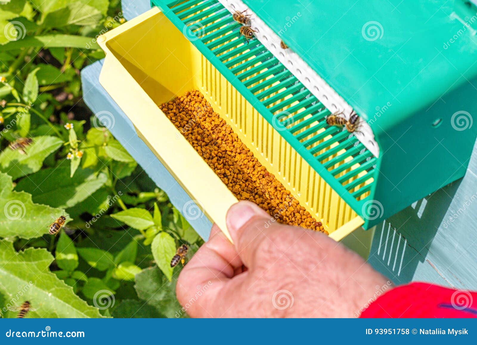 Pollen of the Bees in the Apiary. Stock Photo - Image of larva, apiary ...