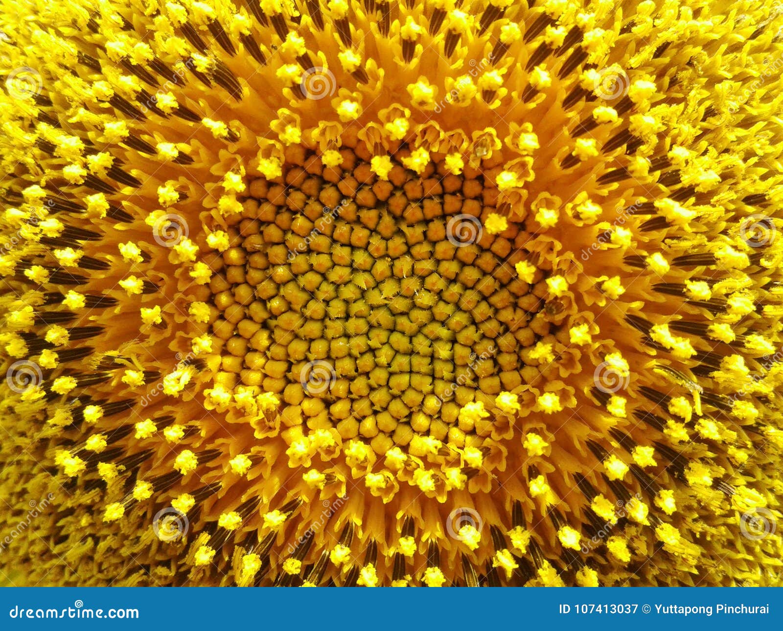 Sunflower Texture Royalty-Free Stock Image | CartoonDealer.com #7655062
