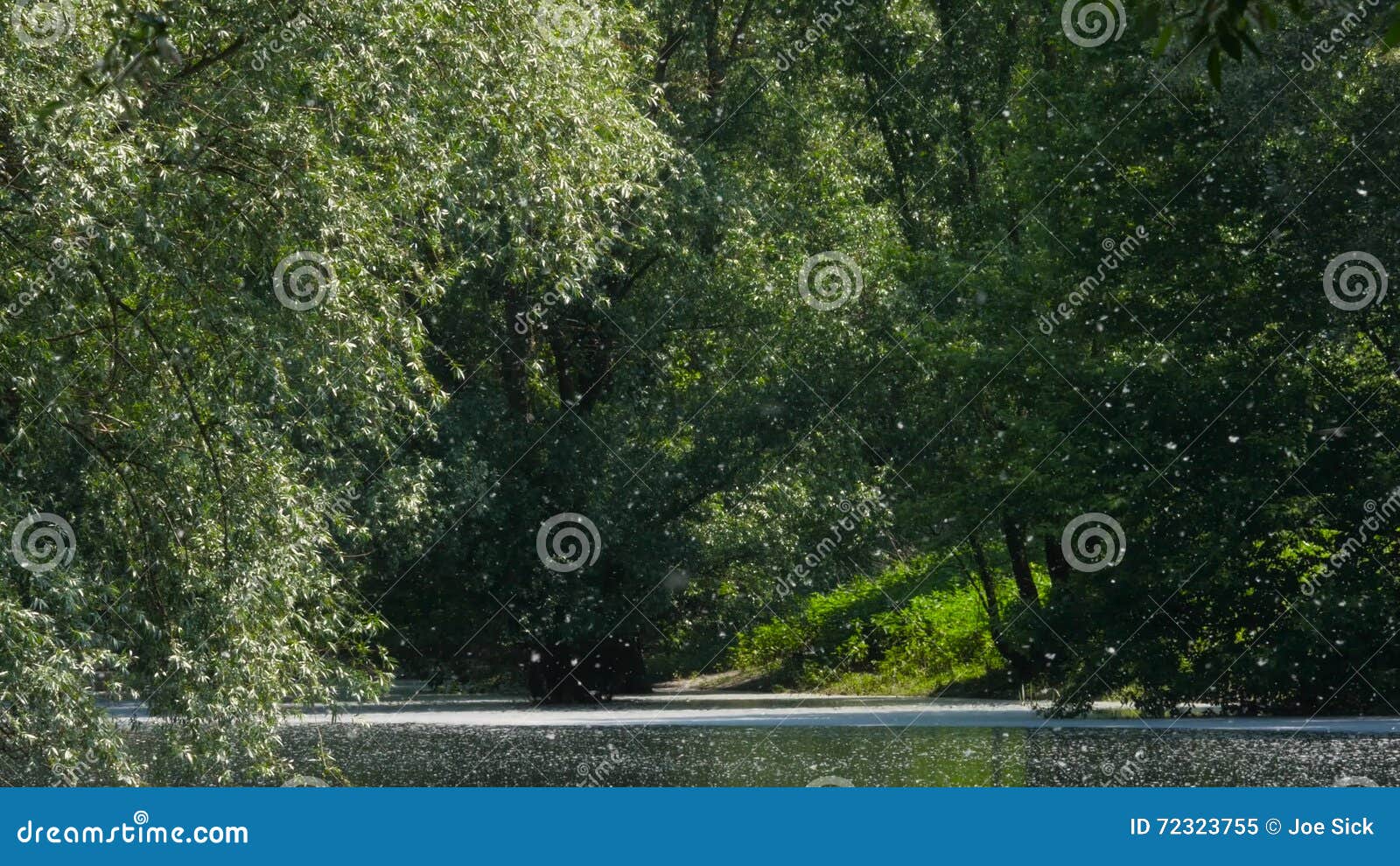Pollen Blowing from the Trees Stock Video - Video of human, breathing ...