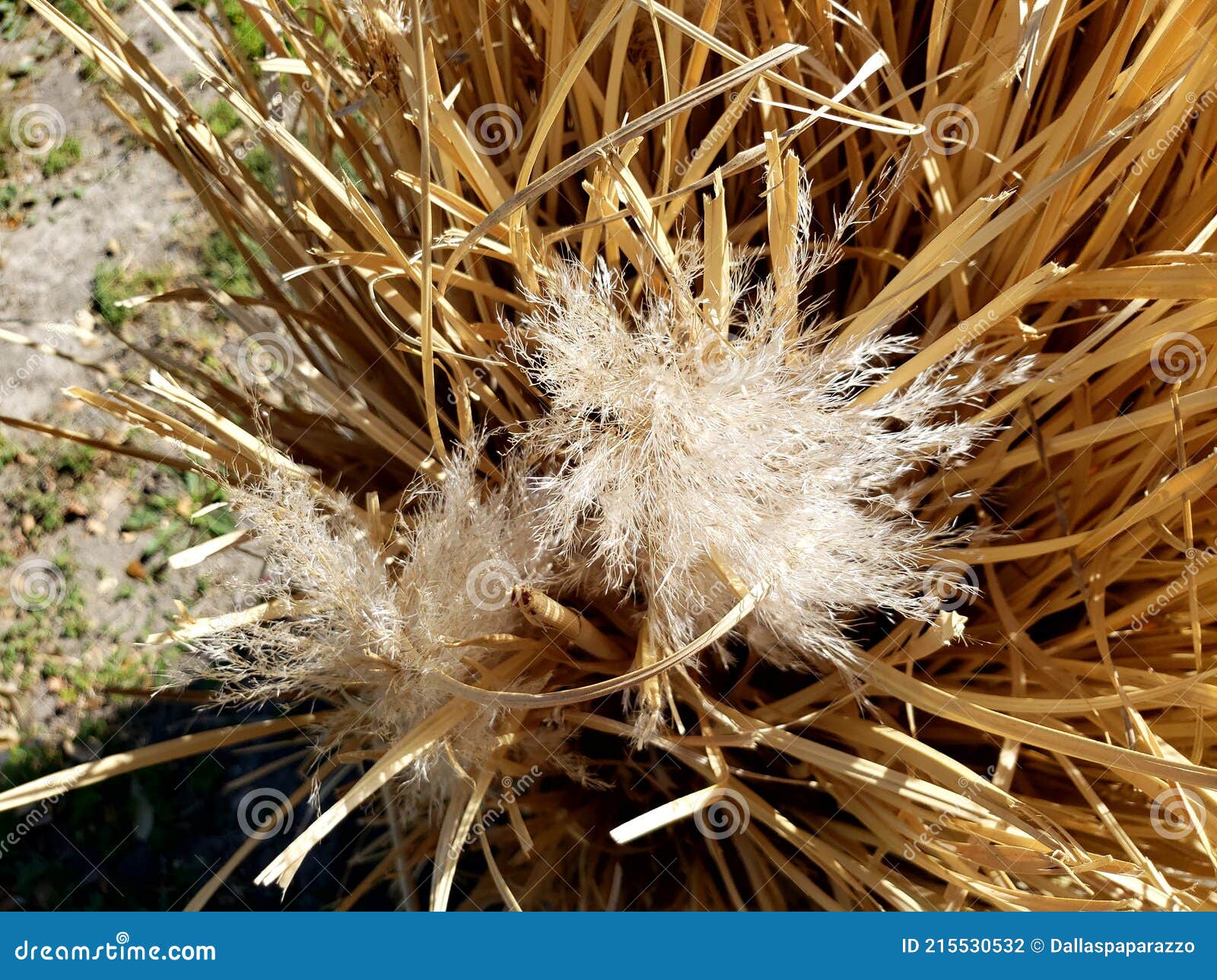 Pollen blowing in the wind stock photo. Image of pollen - 215530532