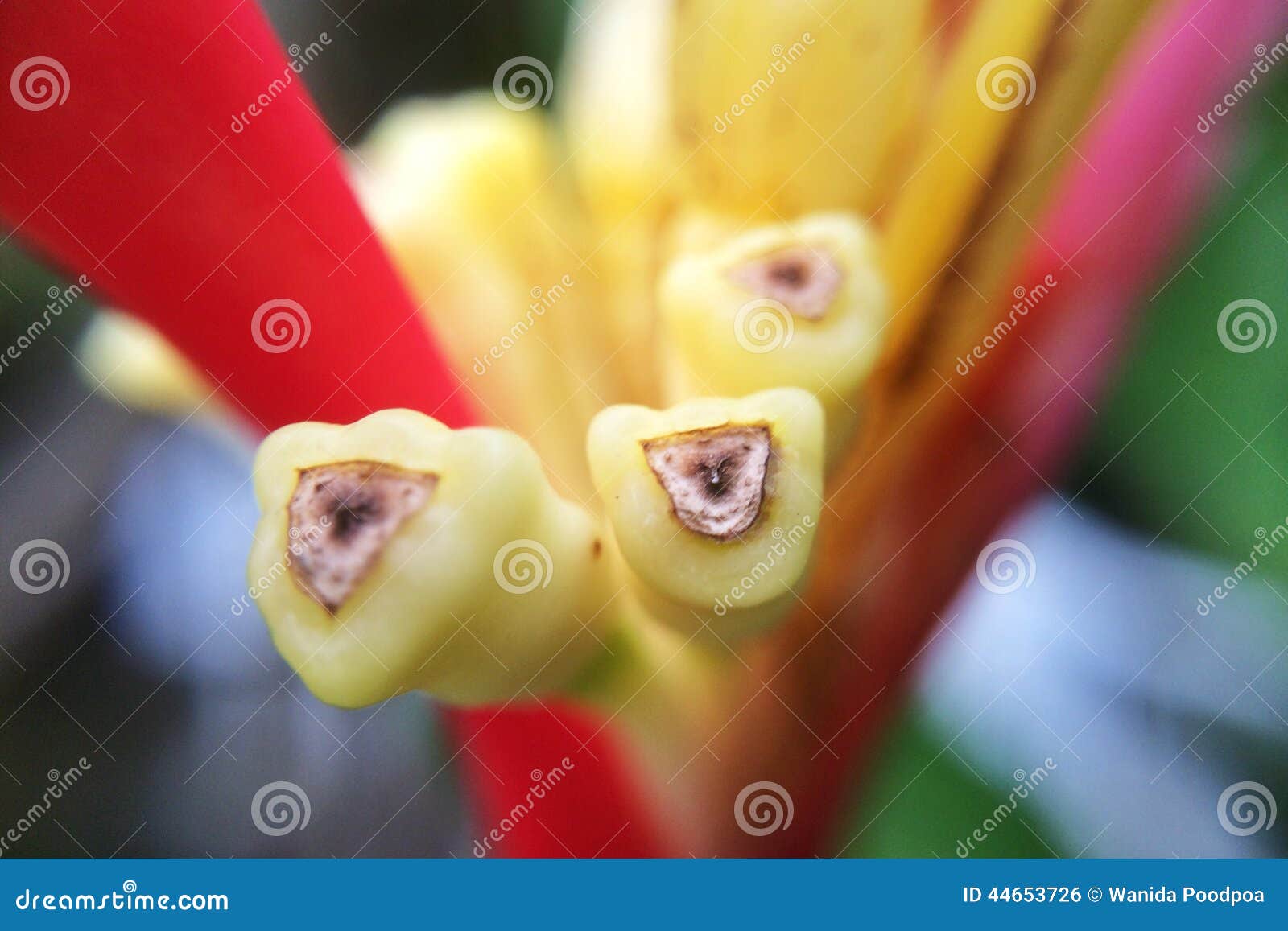 Pollen carpel stock photo. Image of carpel, focus, closeup - 44653726