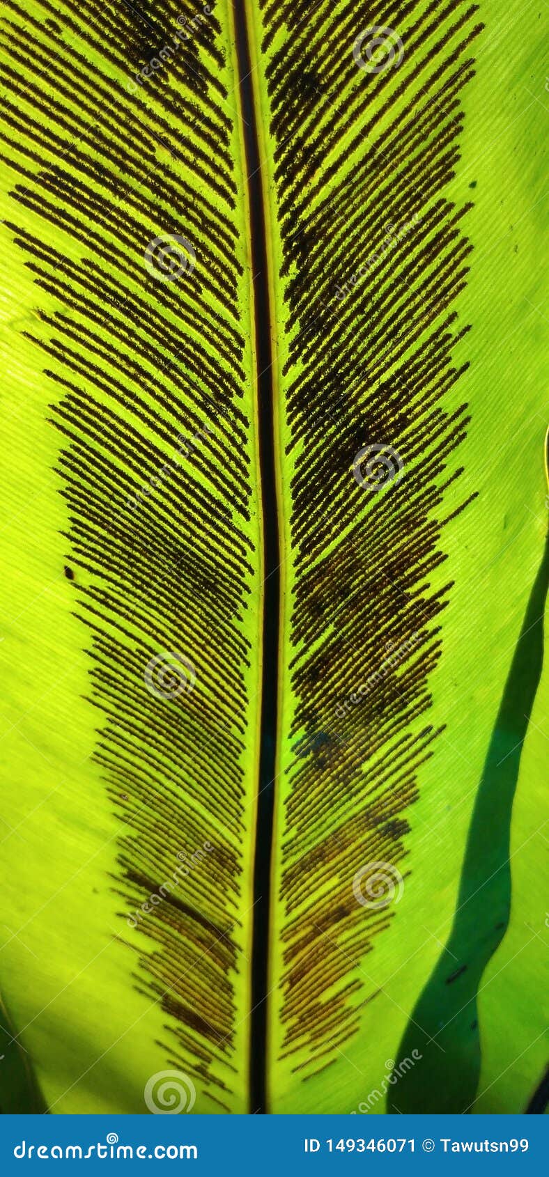 Pollen Characteristics of Tropical Plants Stock Image - Image of growth ...