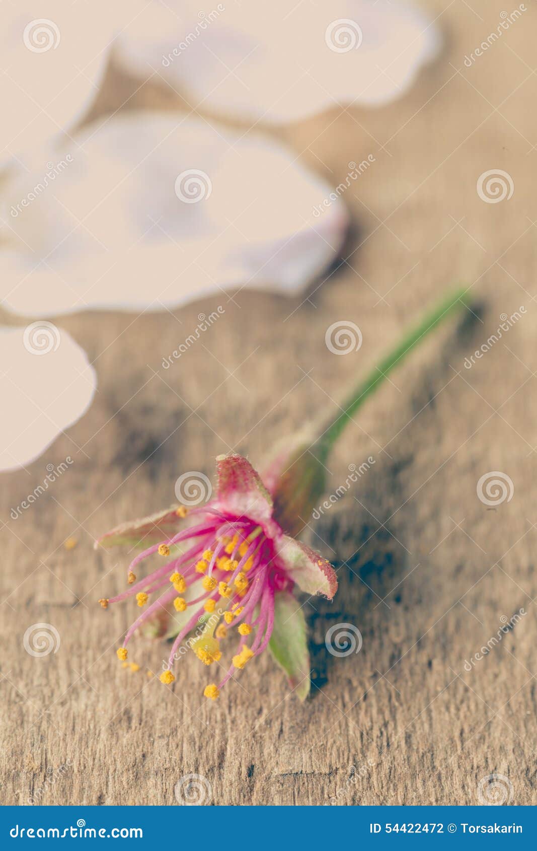 Pollen of Cherry Blossom Sakura Stock Photo - Image of floor, cherry ...
