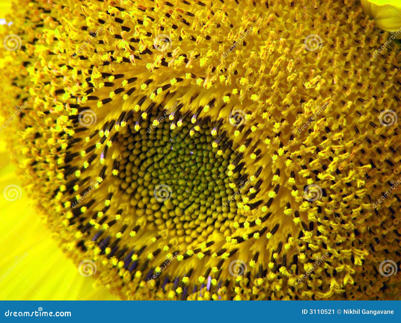 Pollen Circle stock image. Image of grains, exotic, flower - 3110521