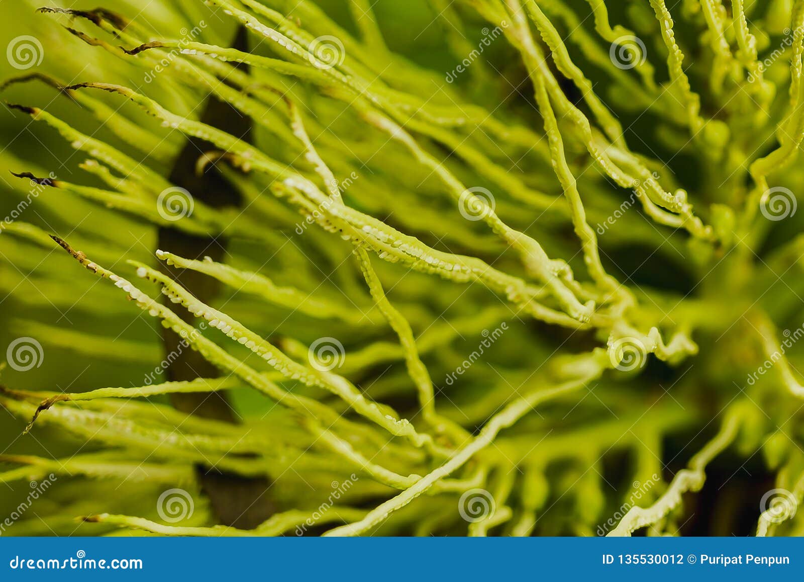Pollen of Coconut Fruits in Nature Stock Photo - Image of group, food ...
