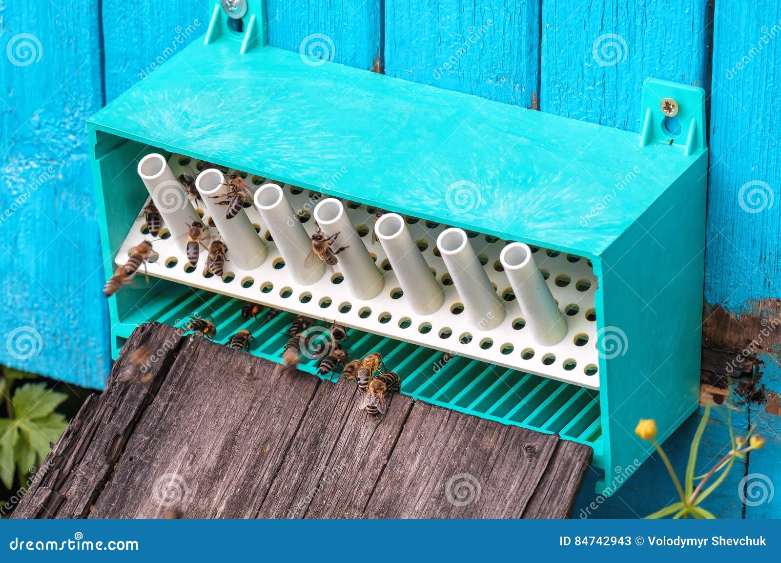 Pollen collector at hive stock image. Image of nature - 84742943