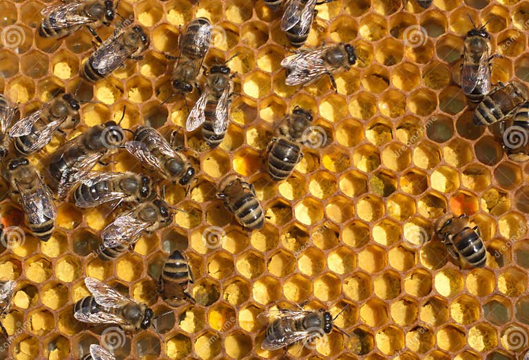 Pollen in combs stock photo. Image of fauna, bees, biology - 25175752
