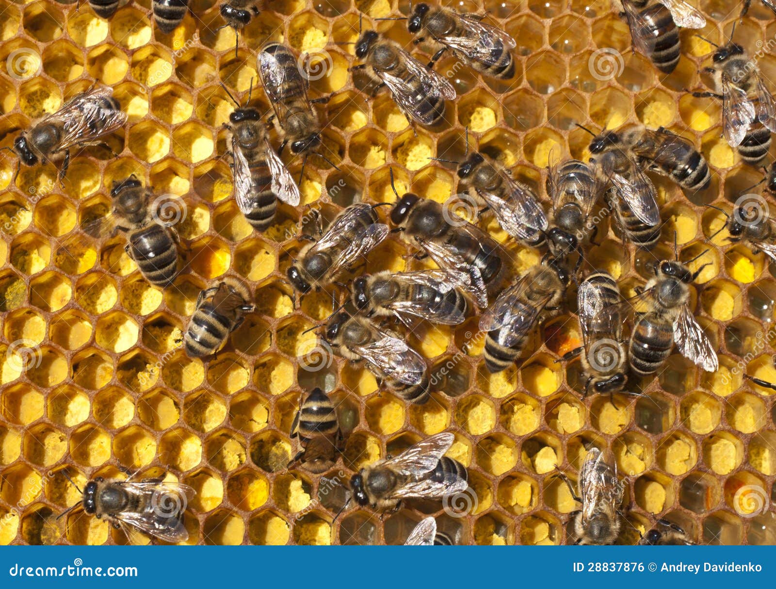 Pollen in combs stock photo. Image of alternative, food - 28837876