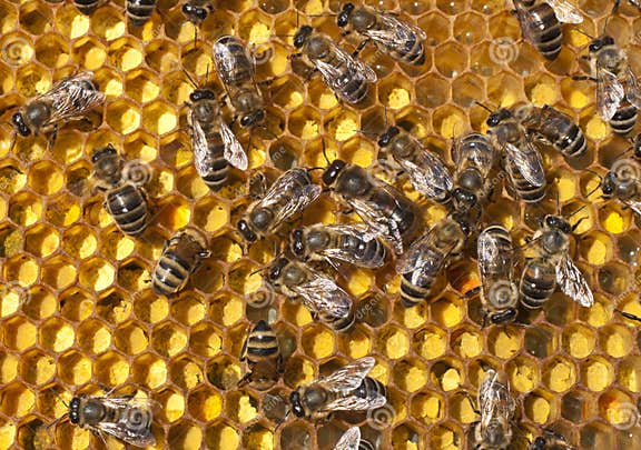 Pollen in combs stock photo. Image of alternative, food - 28837876