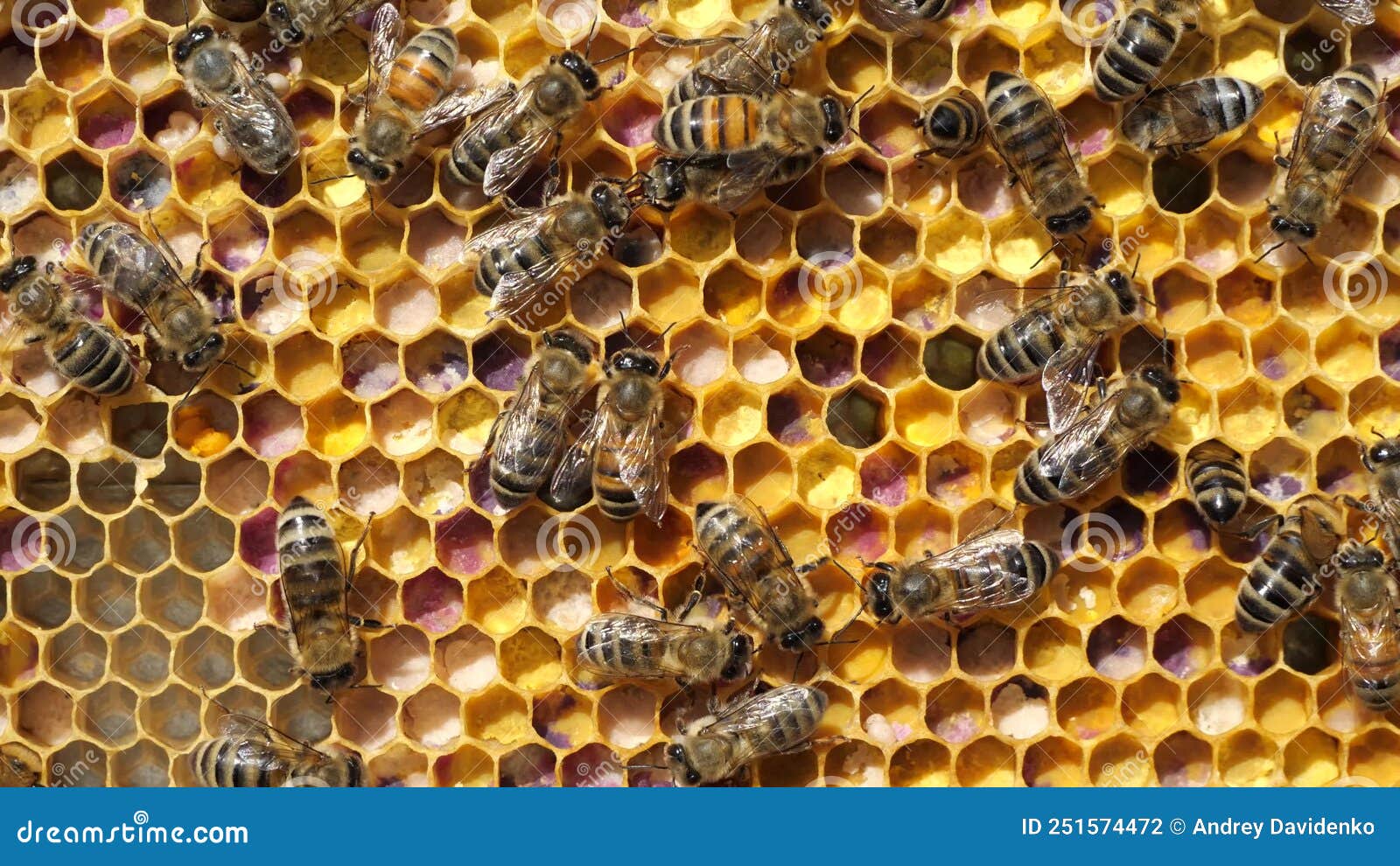 Pollen in combs stock footage. Video of development - 251574472