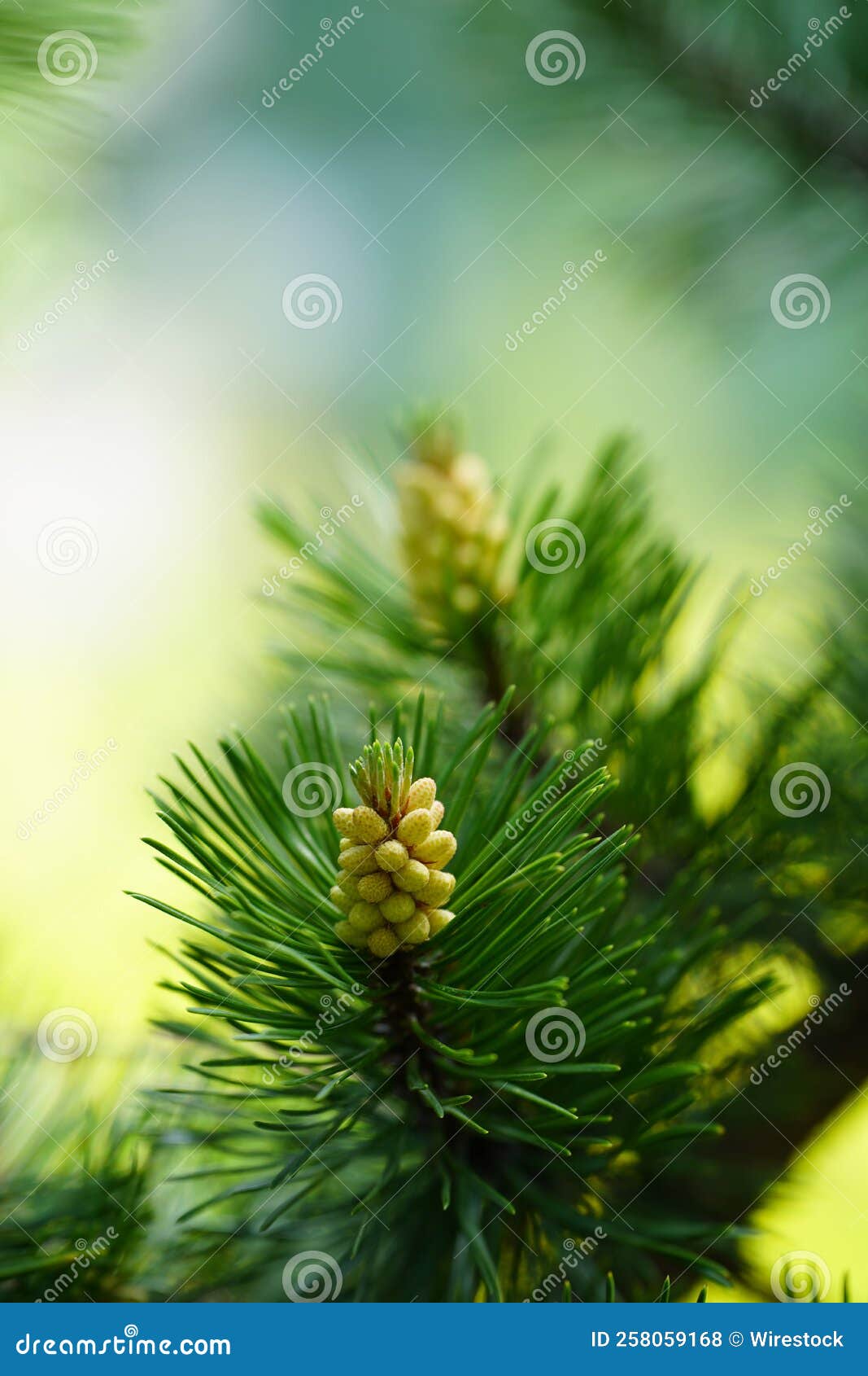 Pollen Cone on a Branch of Pine Stock Photo - Image of branch, cone ...