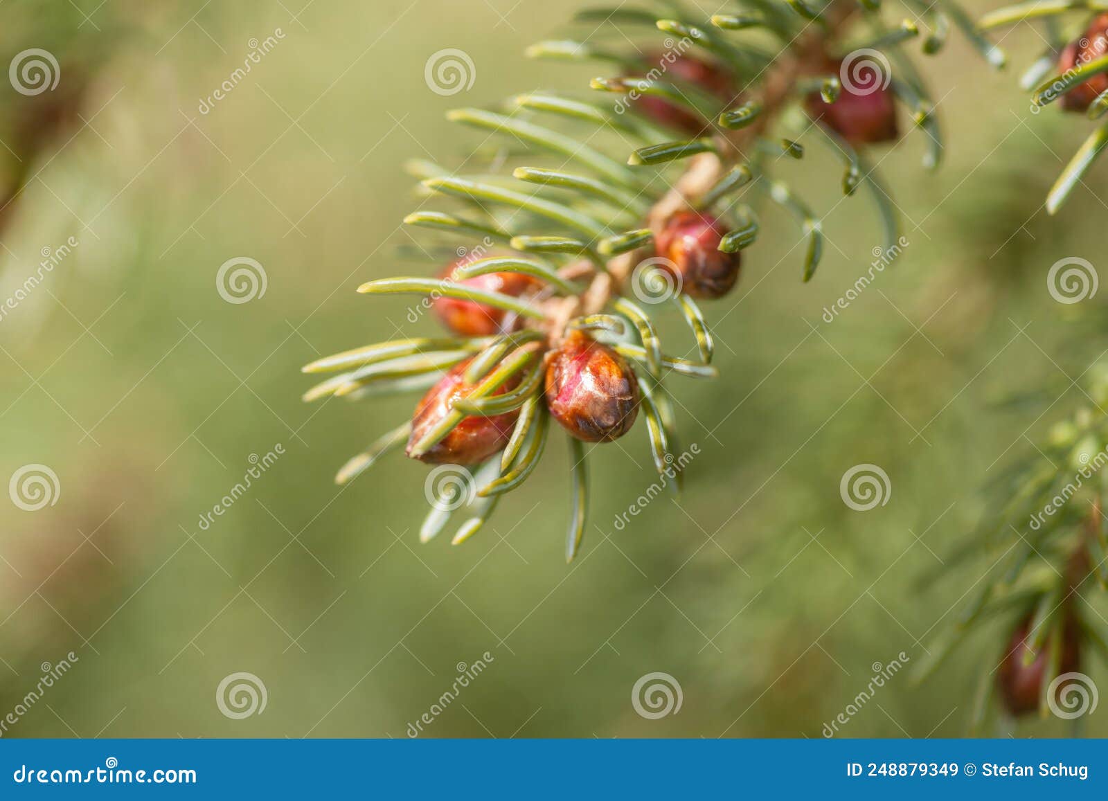 Picea Glauca - Pollen Cones Stock Image - Image of needle, spruce ...