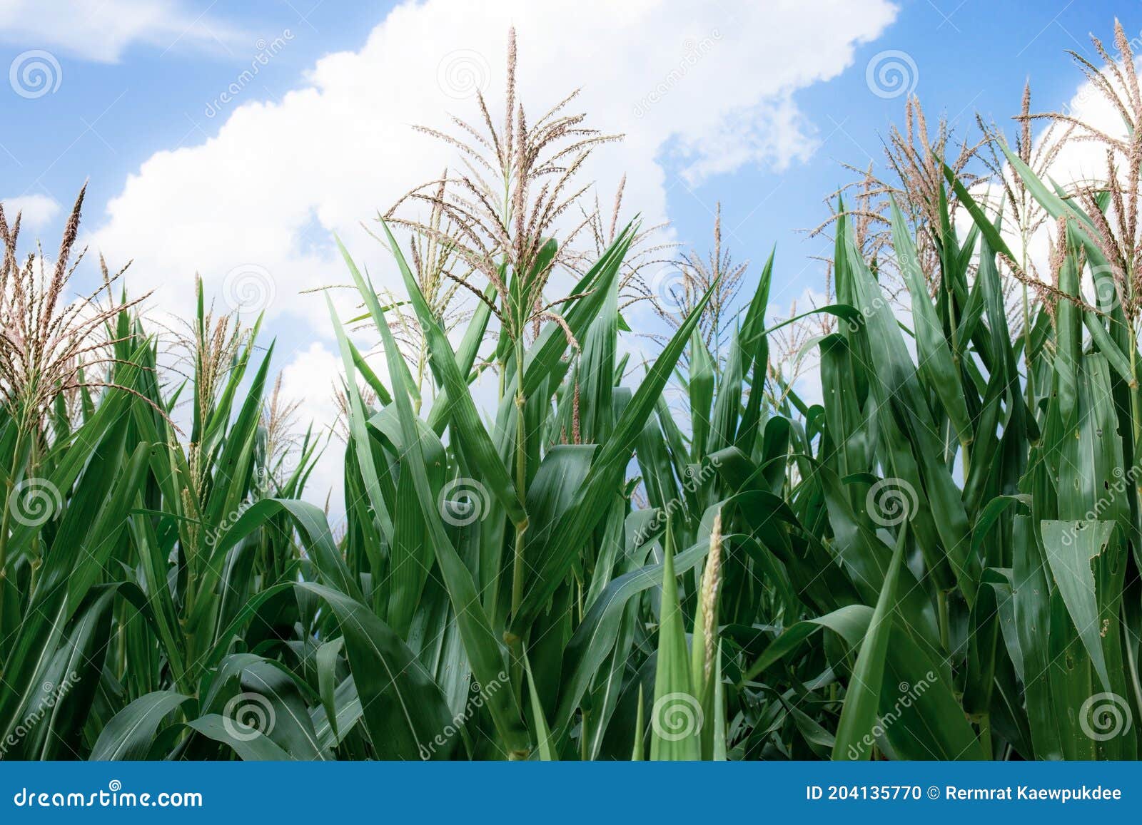 Pollen on Corn Plant at Sky Stock Photo - Image of garden, ecology ...
