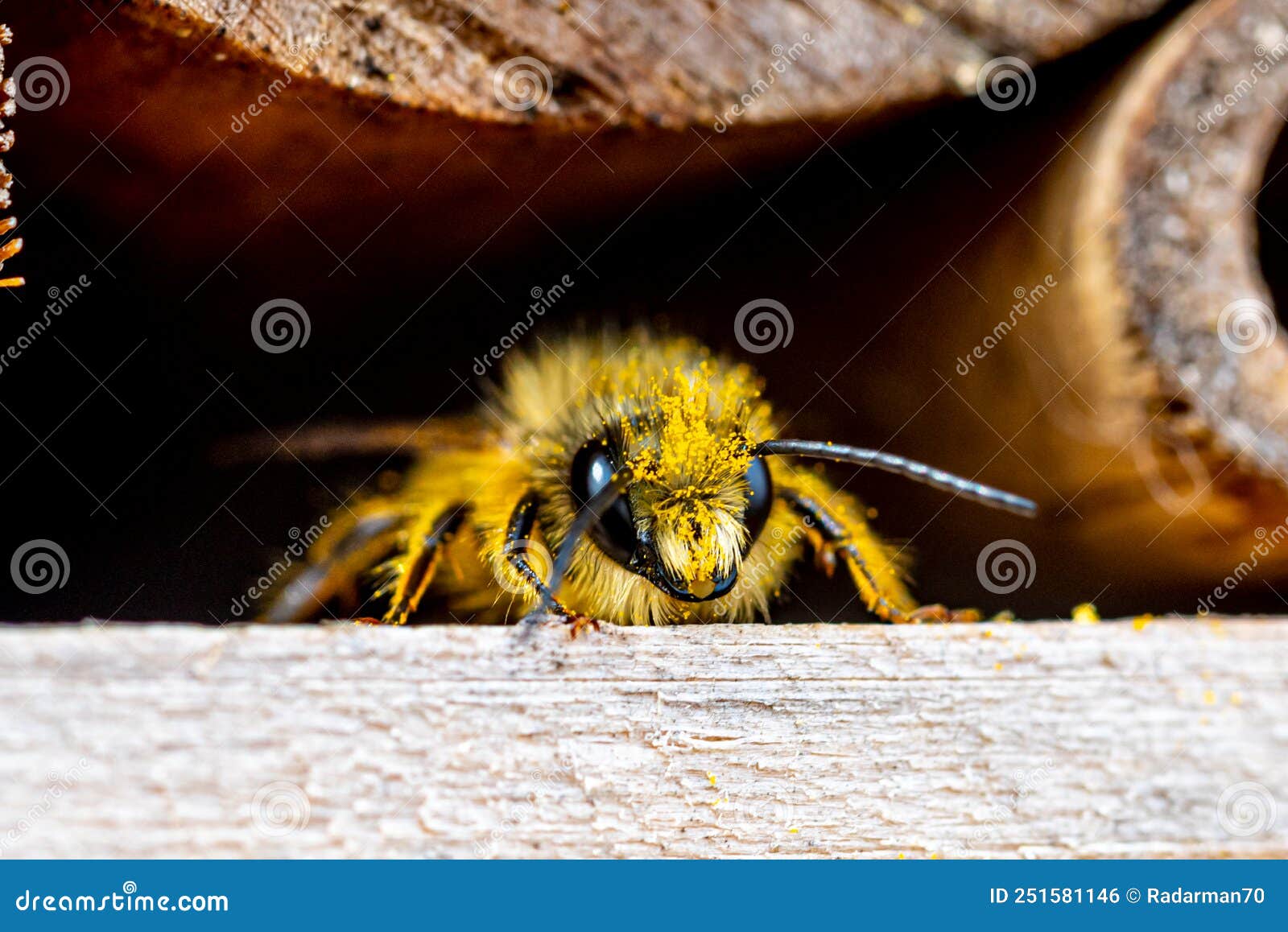 A pollen covered bee stock photo. Image of honey, insect - 251581146