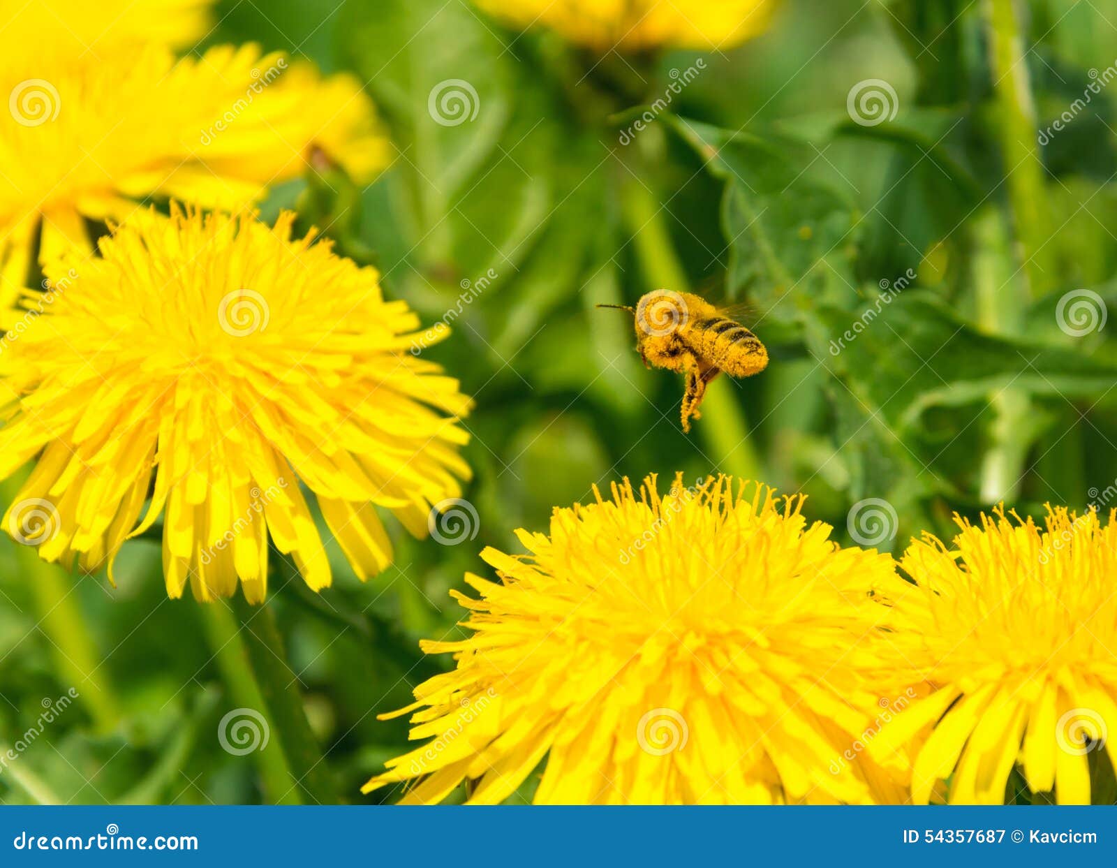 Pollen Covered Bee Flying Away from Dandelion Stock Image - Image of ...