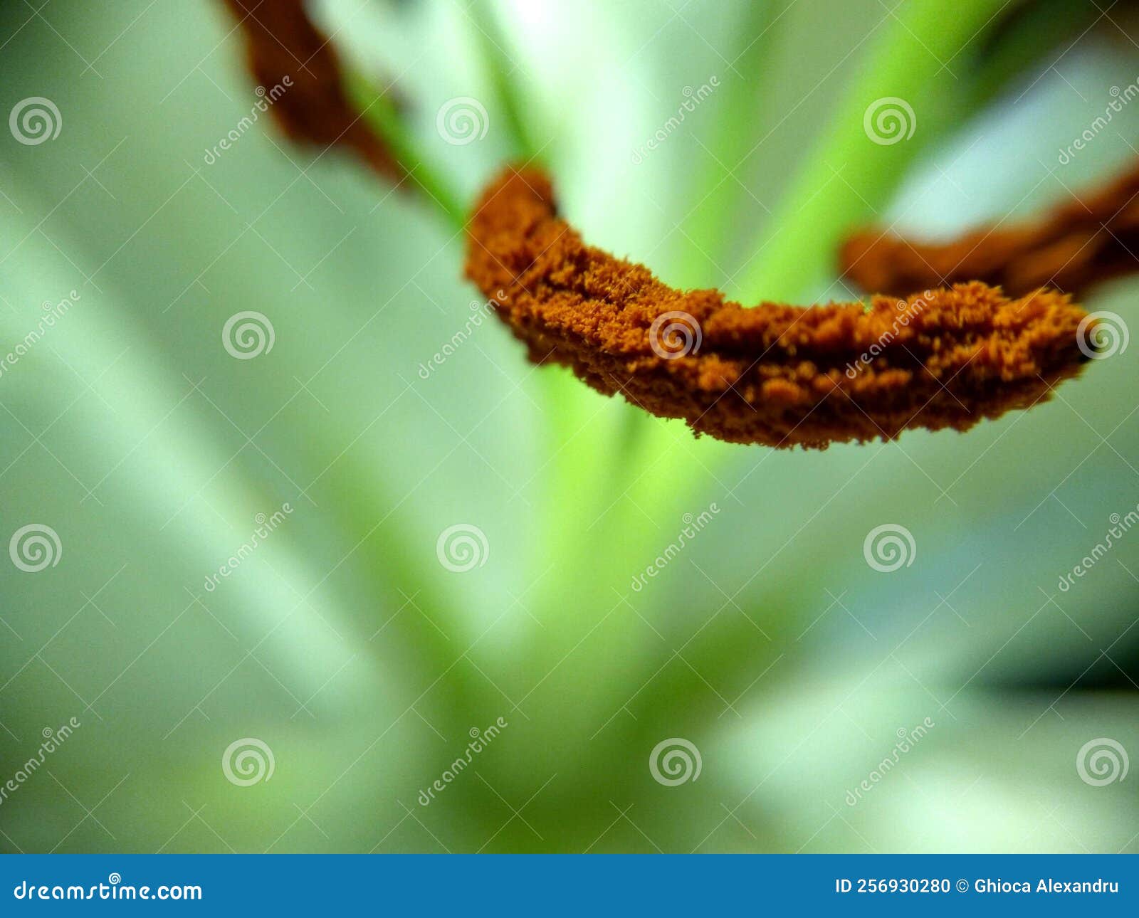 Pollen deposit stock photo. Image of macro, pollen, plant - 256930280