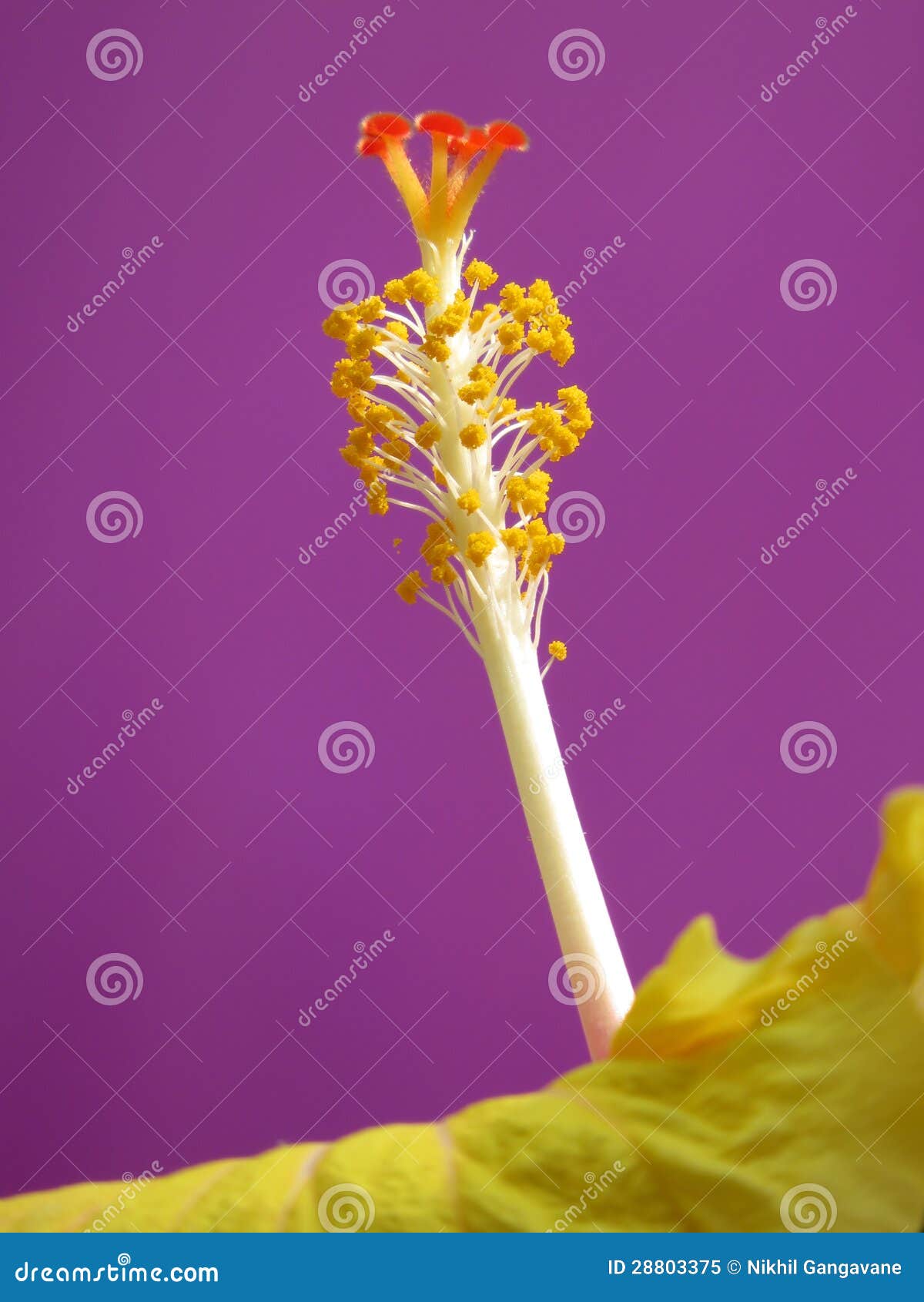 Pollen Details stock image. Image of flowers, tropical - 28803375