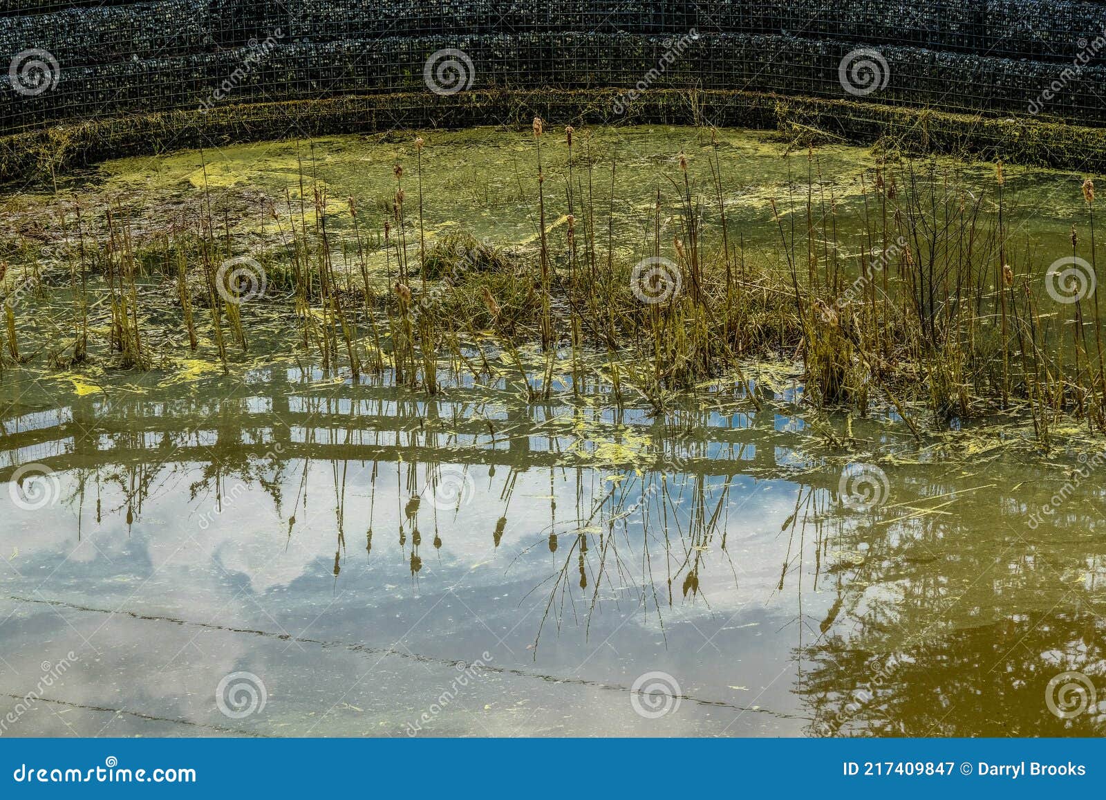 Pollen on Detention Pond stock image. Image of biodiversity - 217409847