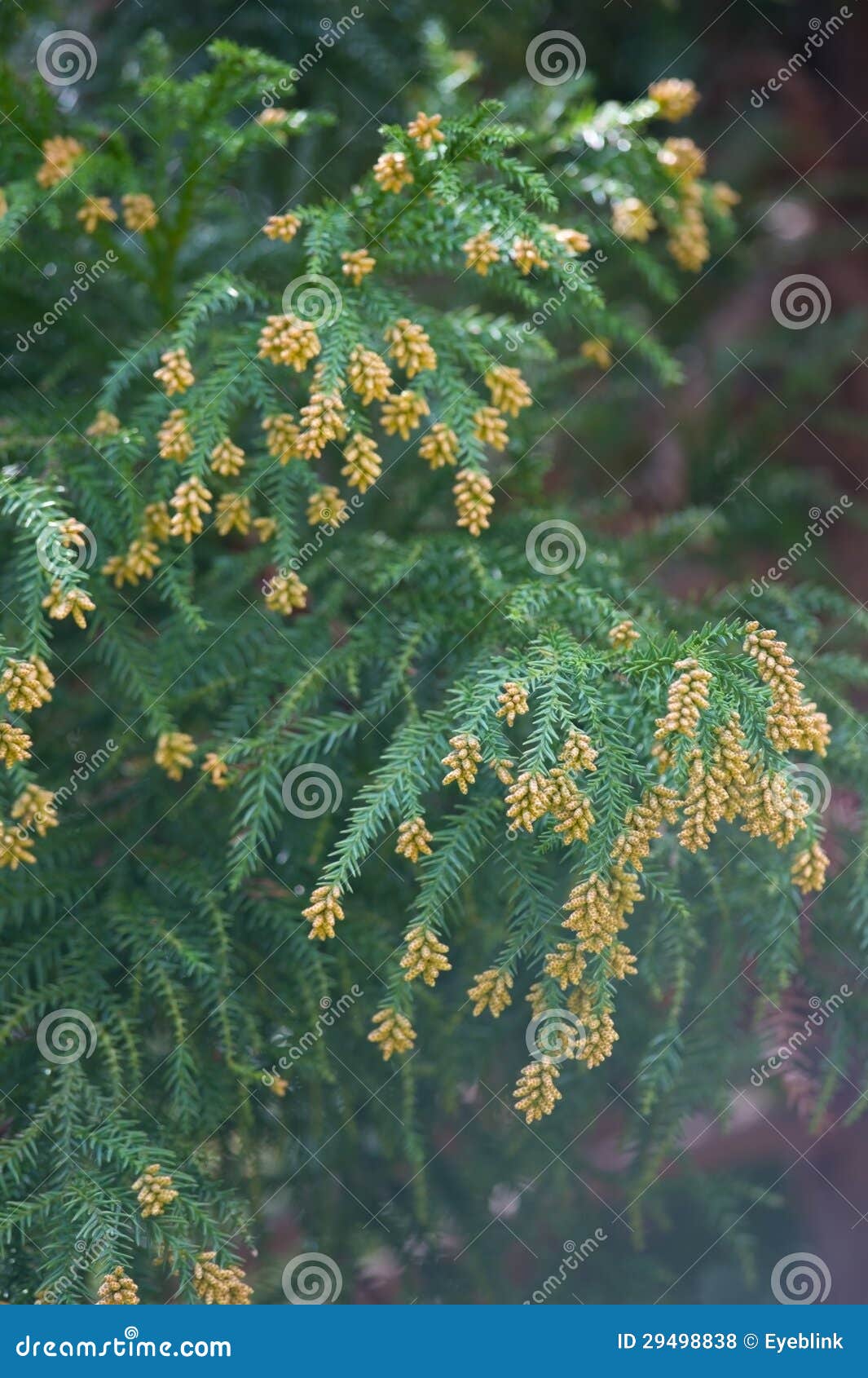 Pollen Dust of Japanese Cedar Stock Photo - Image of cedar, timber ...