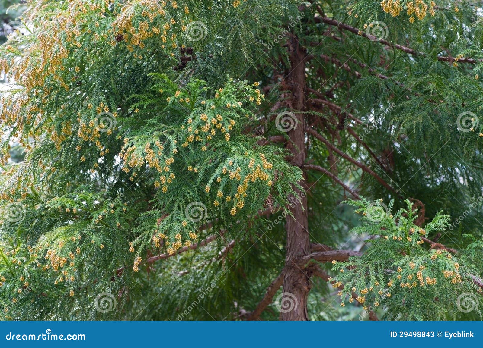 Pollen Dust of Japanese Cedar Stock Image - Image of pollenosis, nature ...