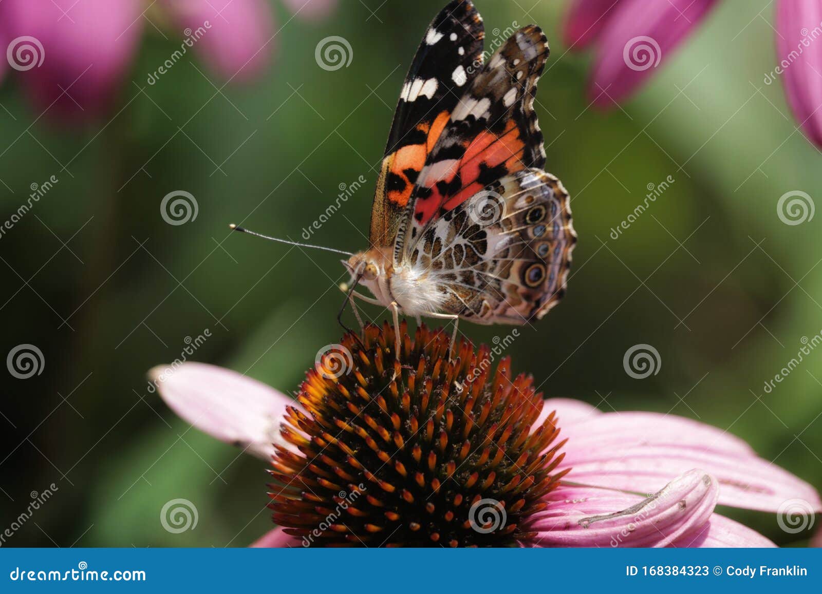 Pollen eating butterfly stock image. Image of nature - 168384323