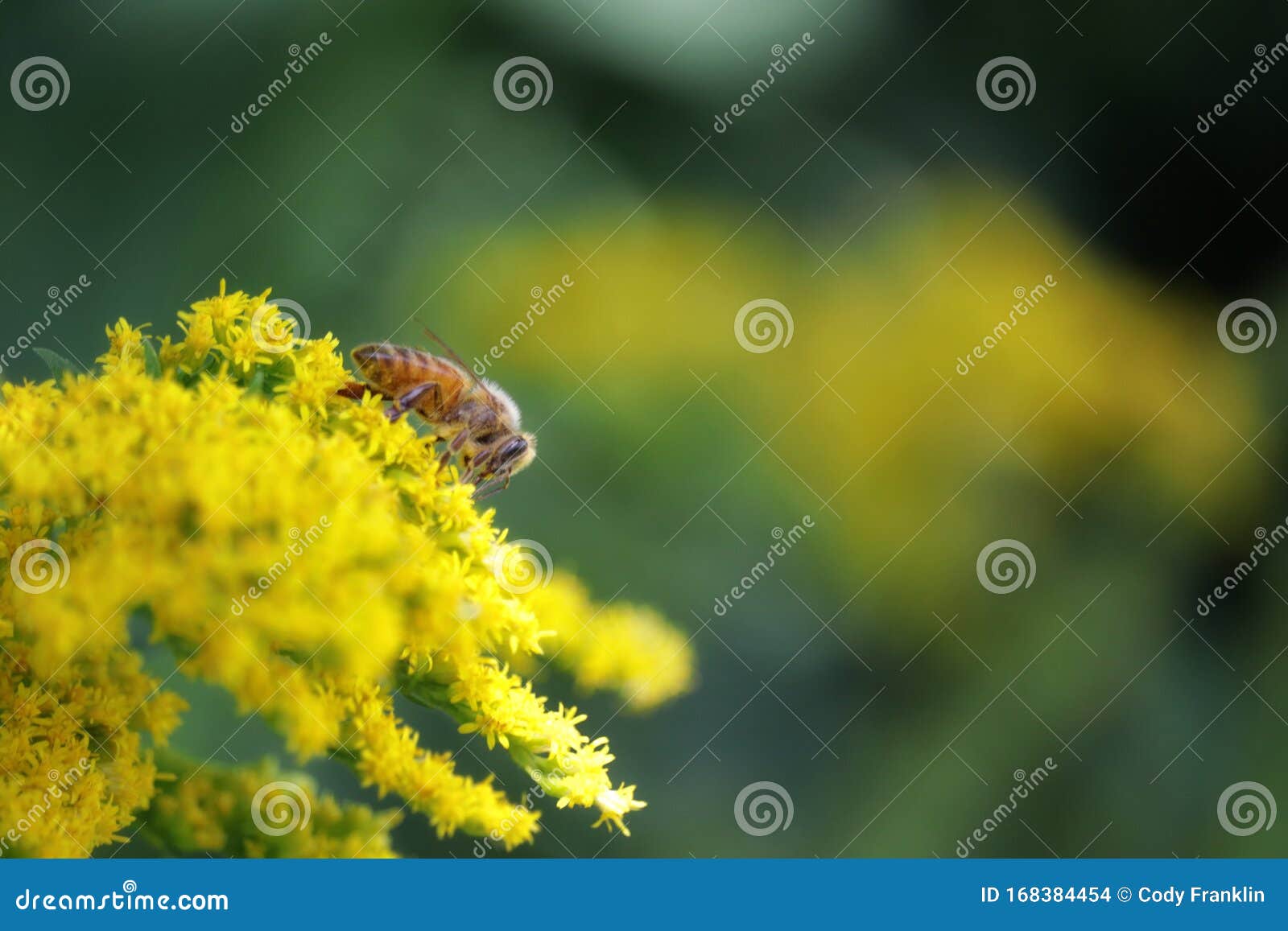 Pollen eating honey bee stock photo. Image of honey - 168384454