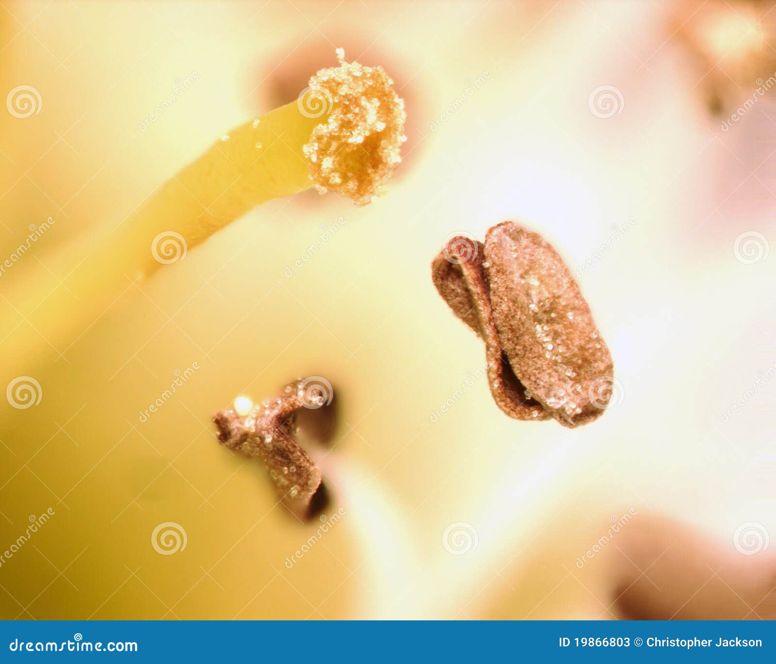 Pollen et étamine de fleur image stock. Image du microscopique - 19866803