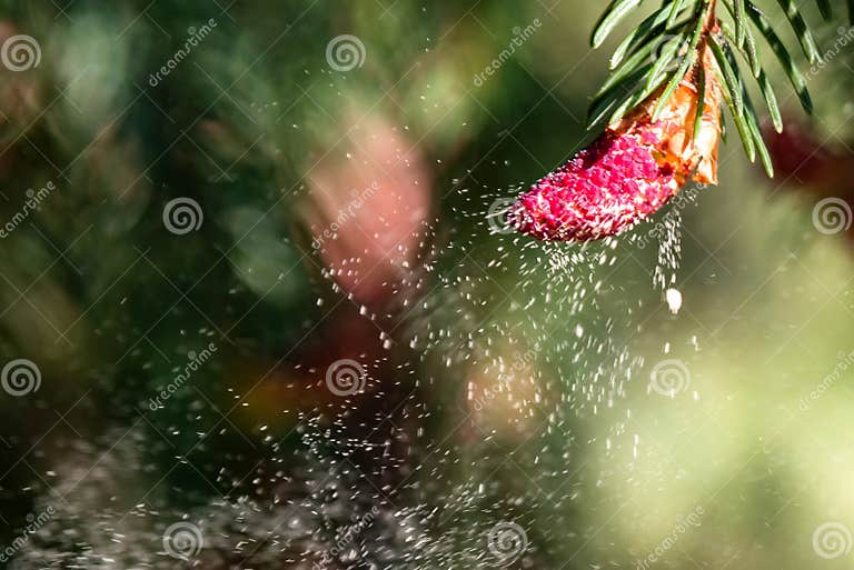 Pollen Falling from Conifer Tree. Allergic Season Stock Photo - Image ...