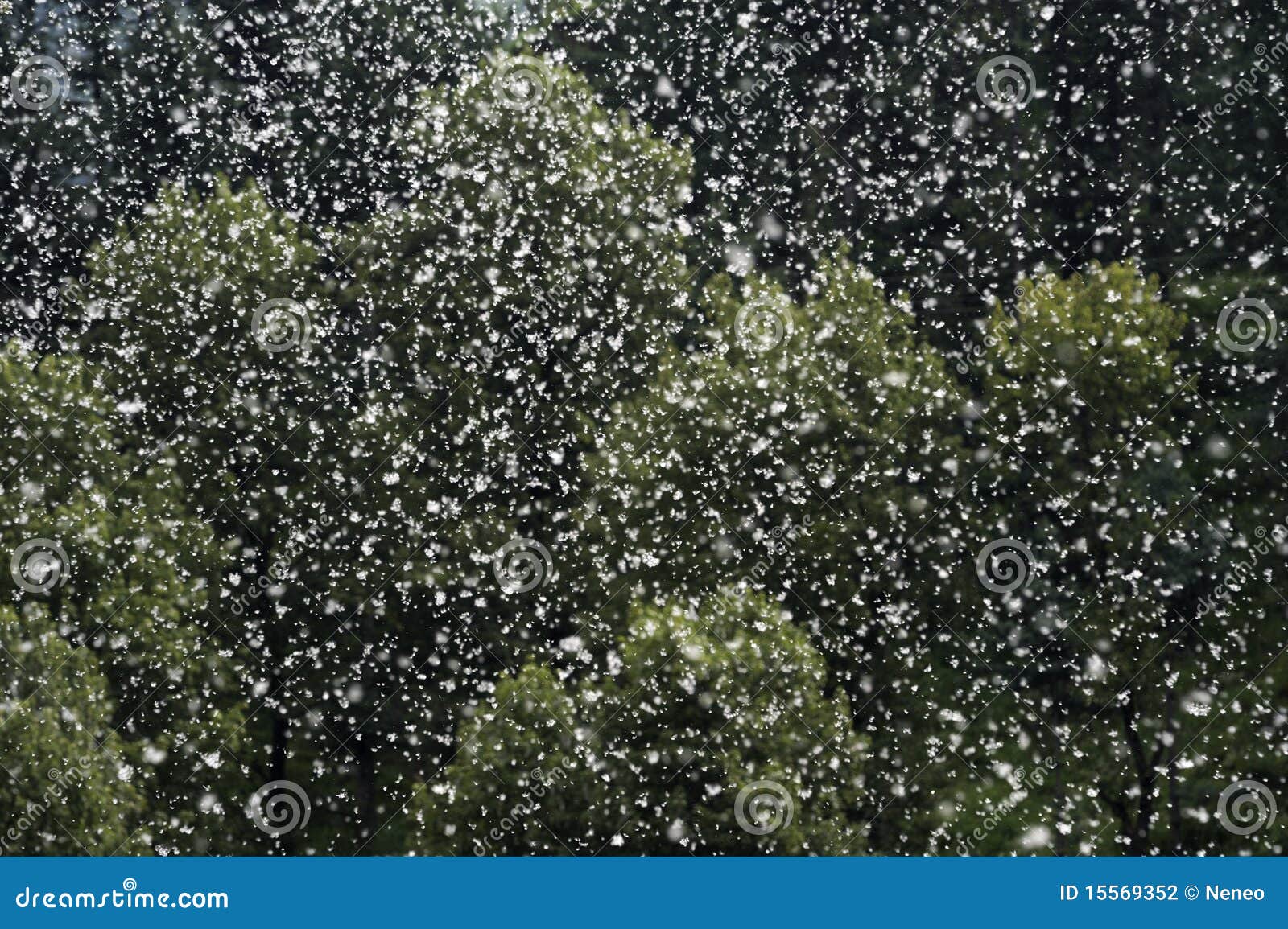 Pollen flight stock photo. Image of pollination, natural - 15569352