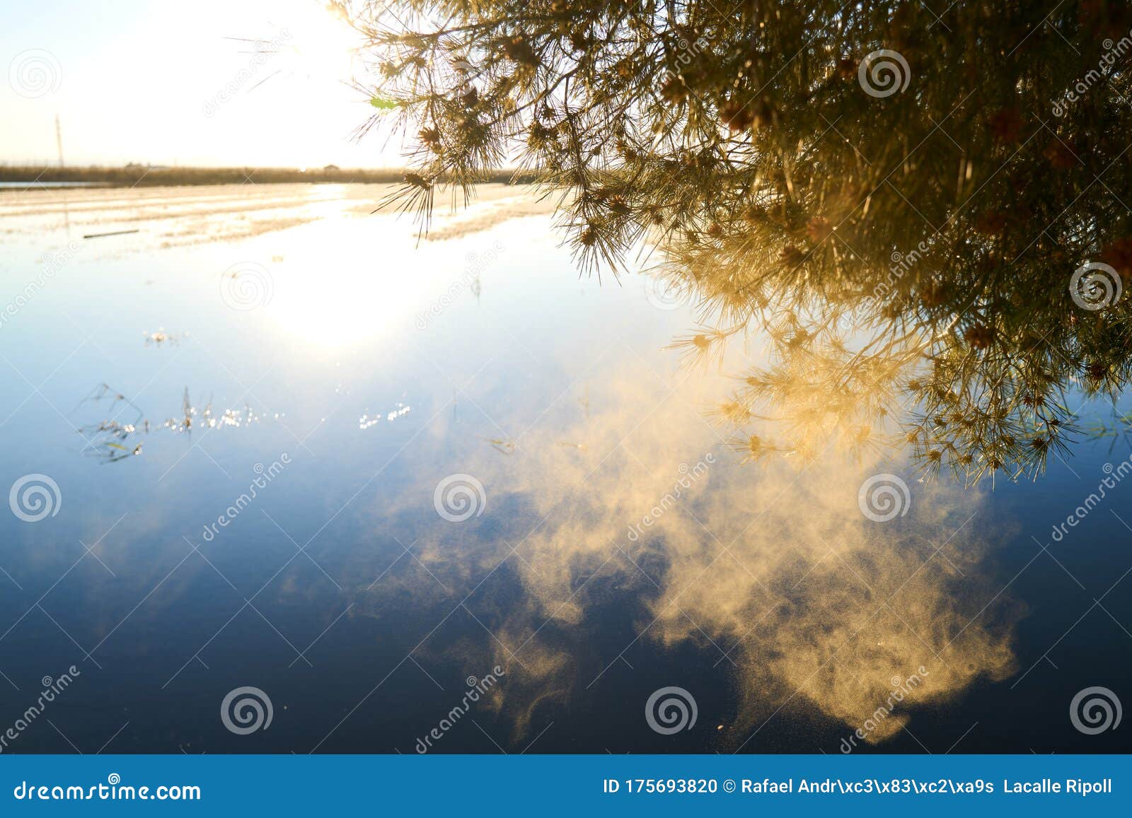 Pollen floating in the air stock photo. Image of mist - 175693820