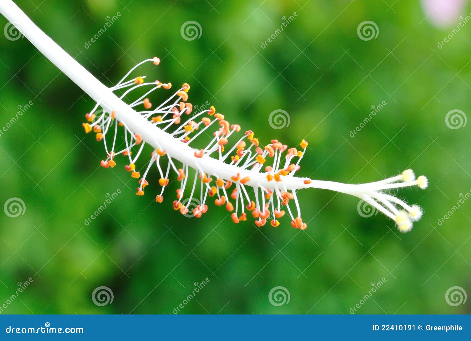 Pollen of flower stock image. Image of green, closeup - 22410191