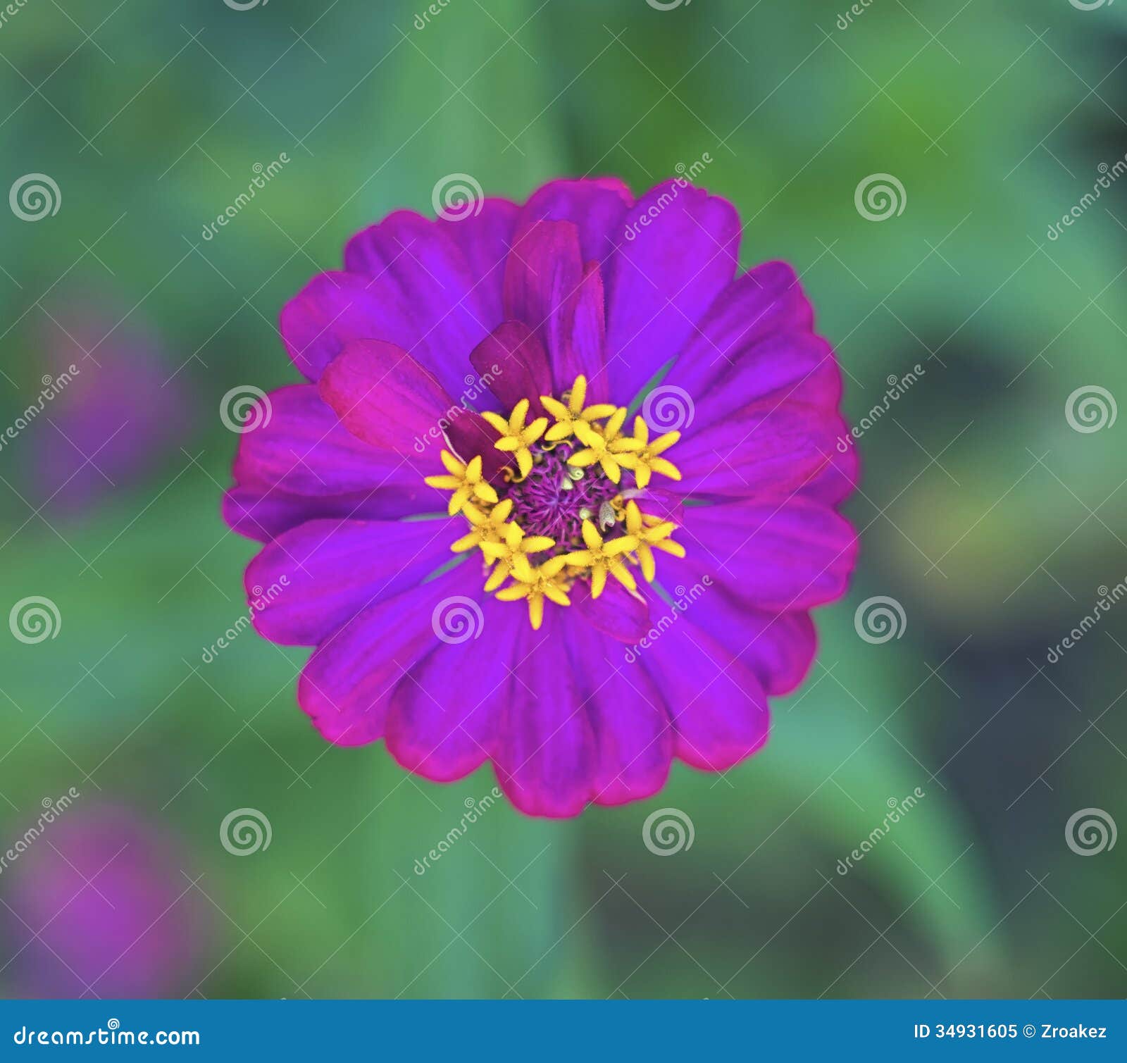 Pollen flower stock image. Image of botanical, alternative - 34931605