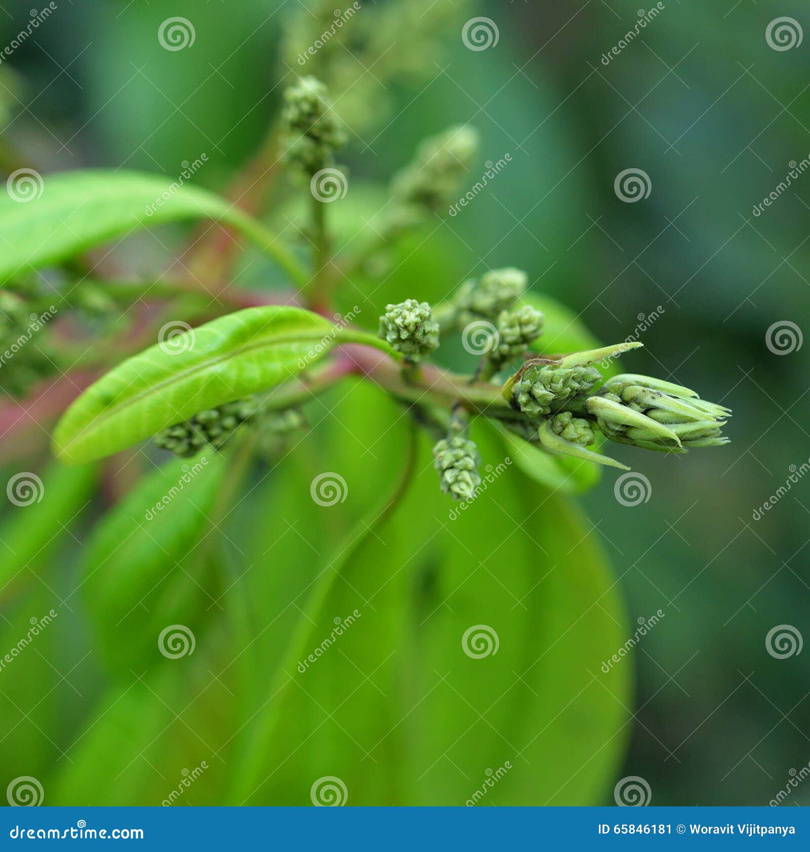 Pollen flower mango stock image. Image of botany, latex - 65846181
