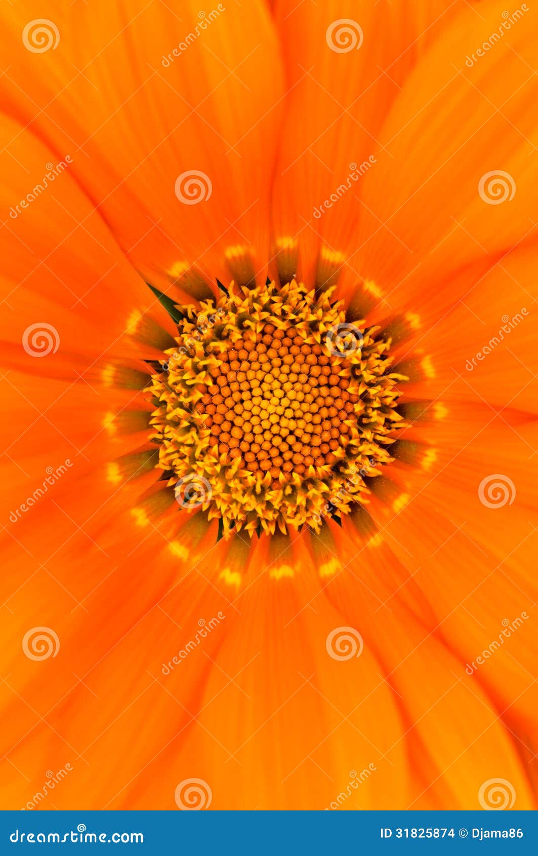 Pollen in flower stock photo. Image of close, blooming - 31825874