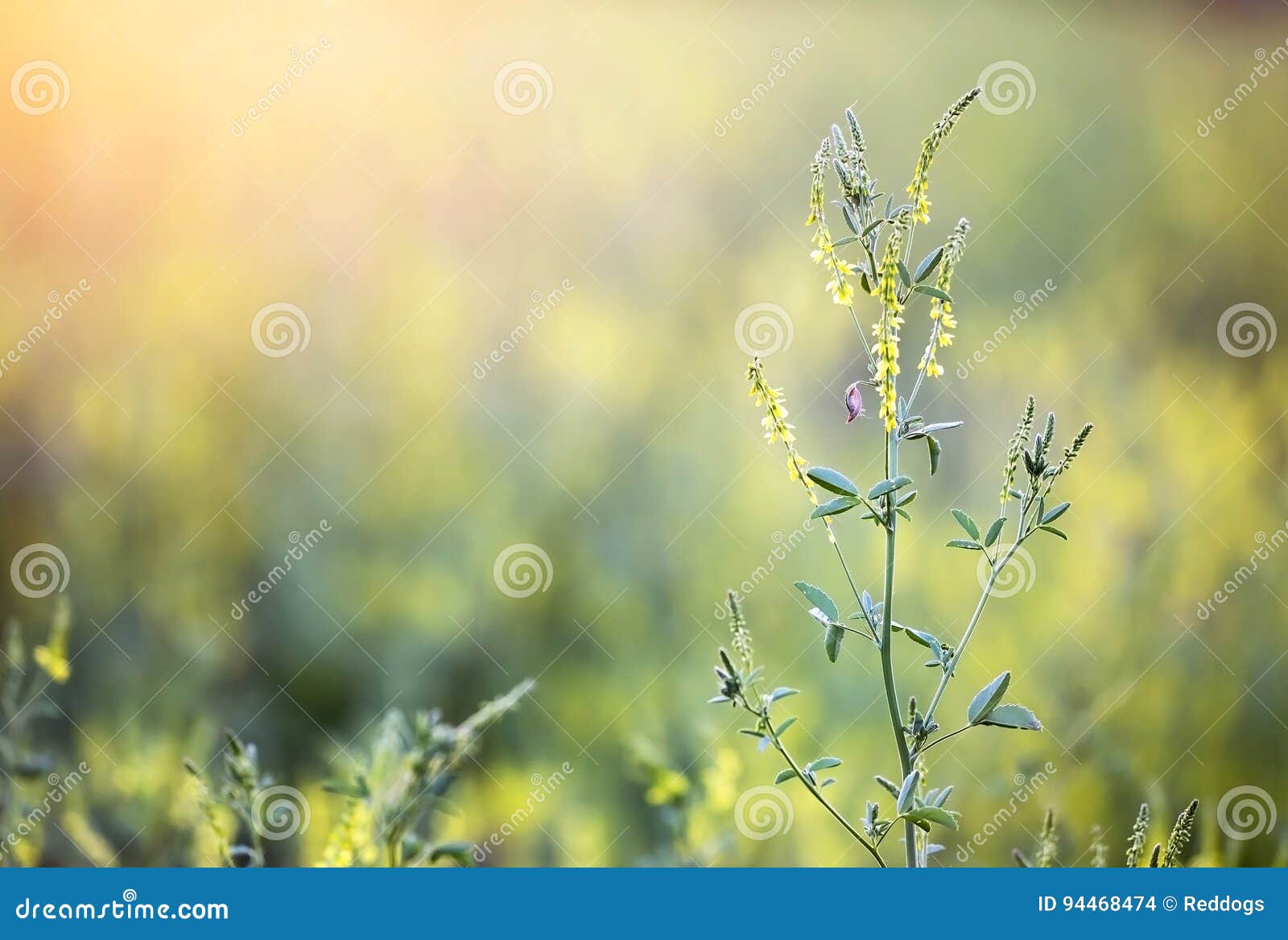 Pollen flowers stock photo. Image of plant, field, health - 94468474