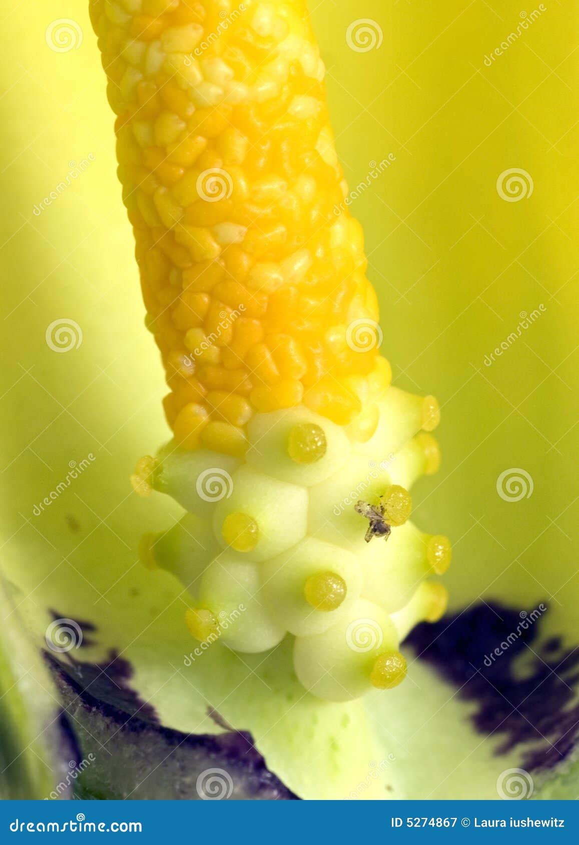 Pollen on Golden Arum Lily stock image. Image of blossom - 5274867