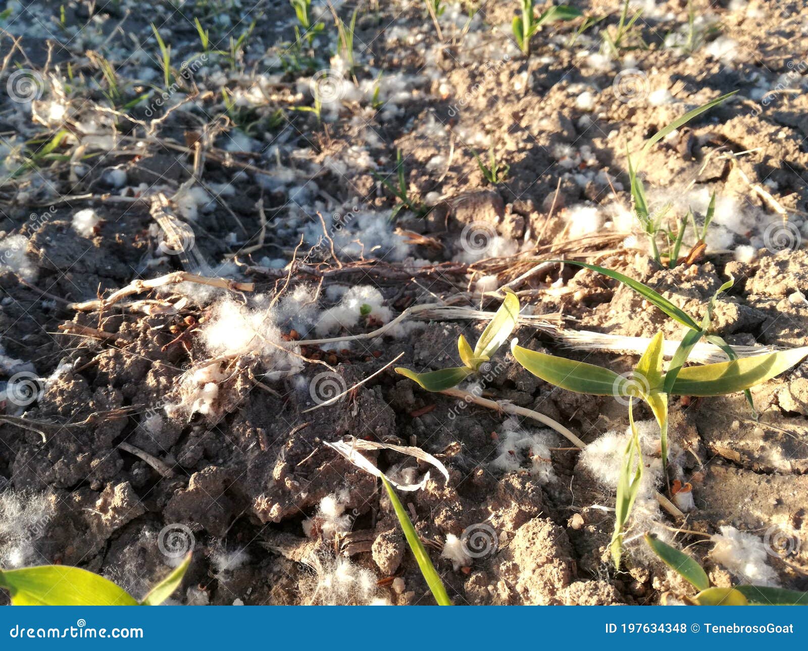 The Pollen Grain on the Young Corn. Spring Agricultural Scene. Pollen ...