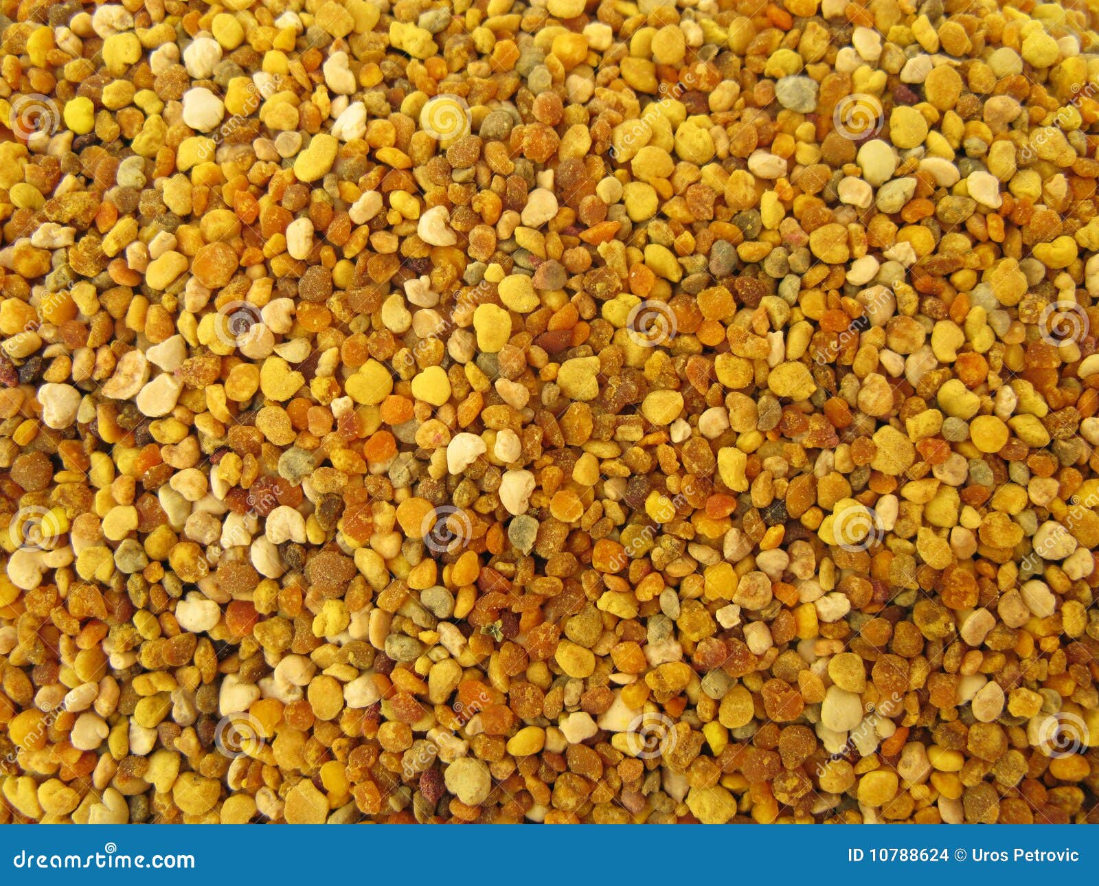 Pollen granules full frame stock photo. Image of food - 10788624