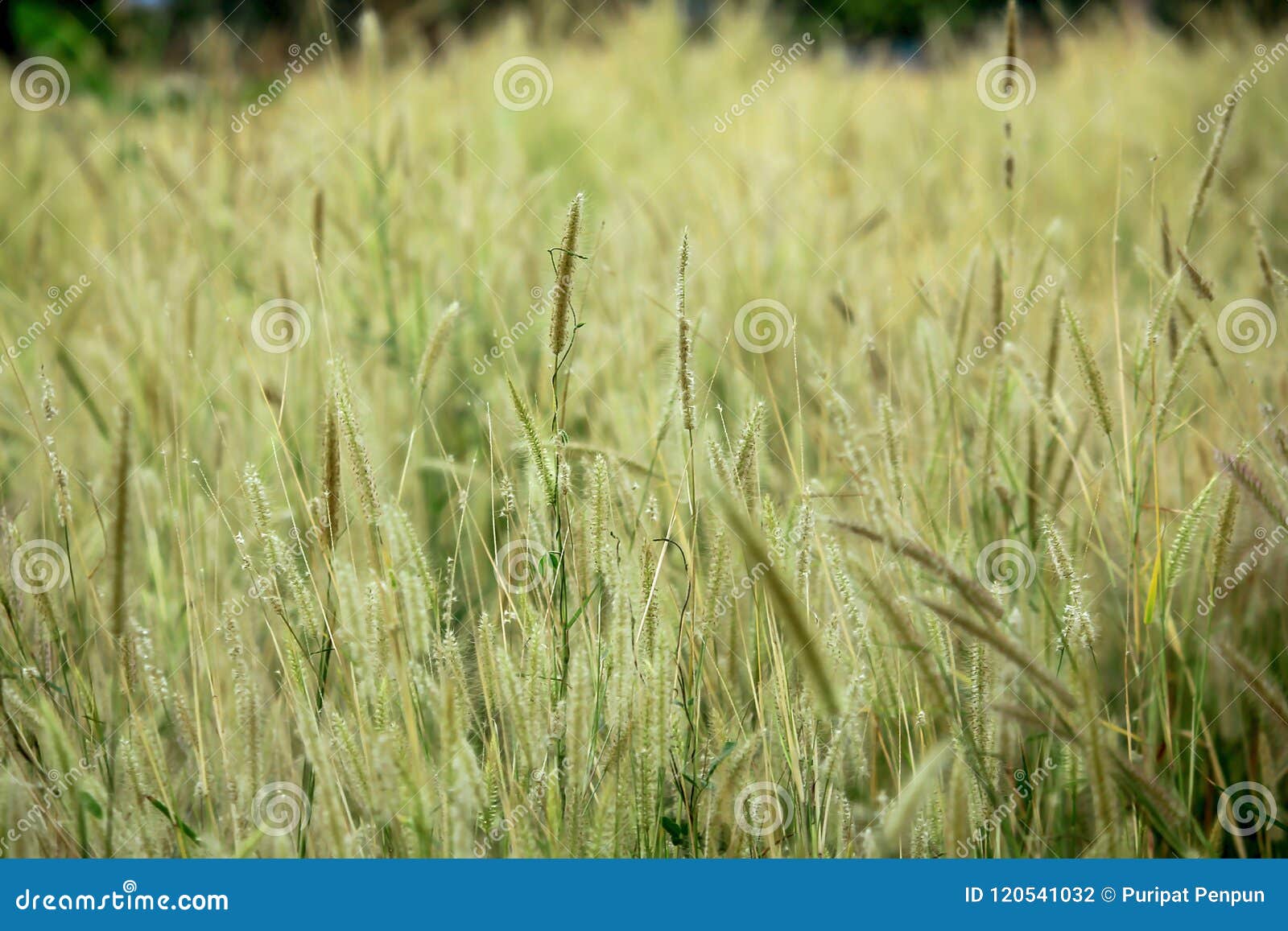 Grass Pollen White in Nature. Stock Photo - Image of closeup, light ...