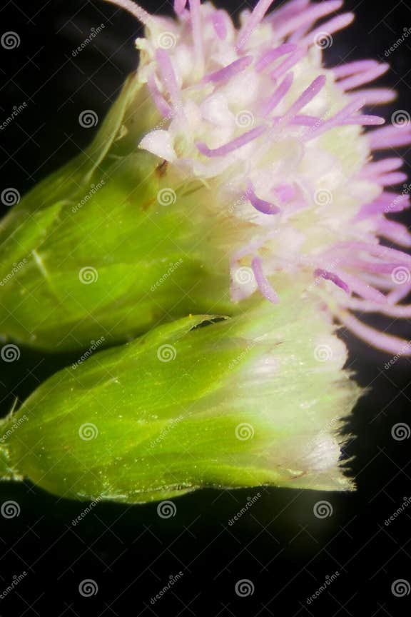 Pollen of Grass Under Stereo Microscope View. Stock Photo - Image of ...