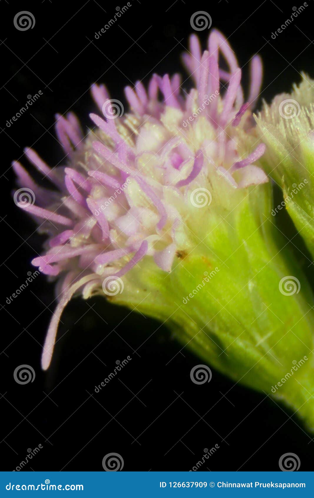 Stereo Microscope Inside A Laminar Flow Cabinet Stock Photo ...