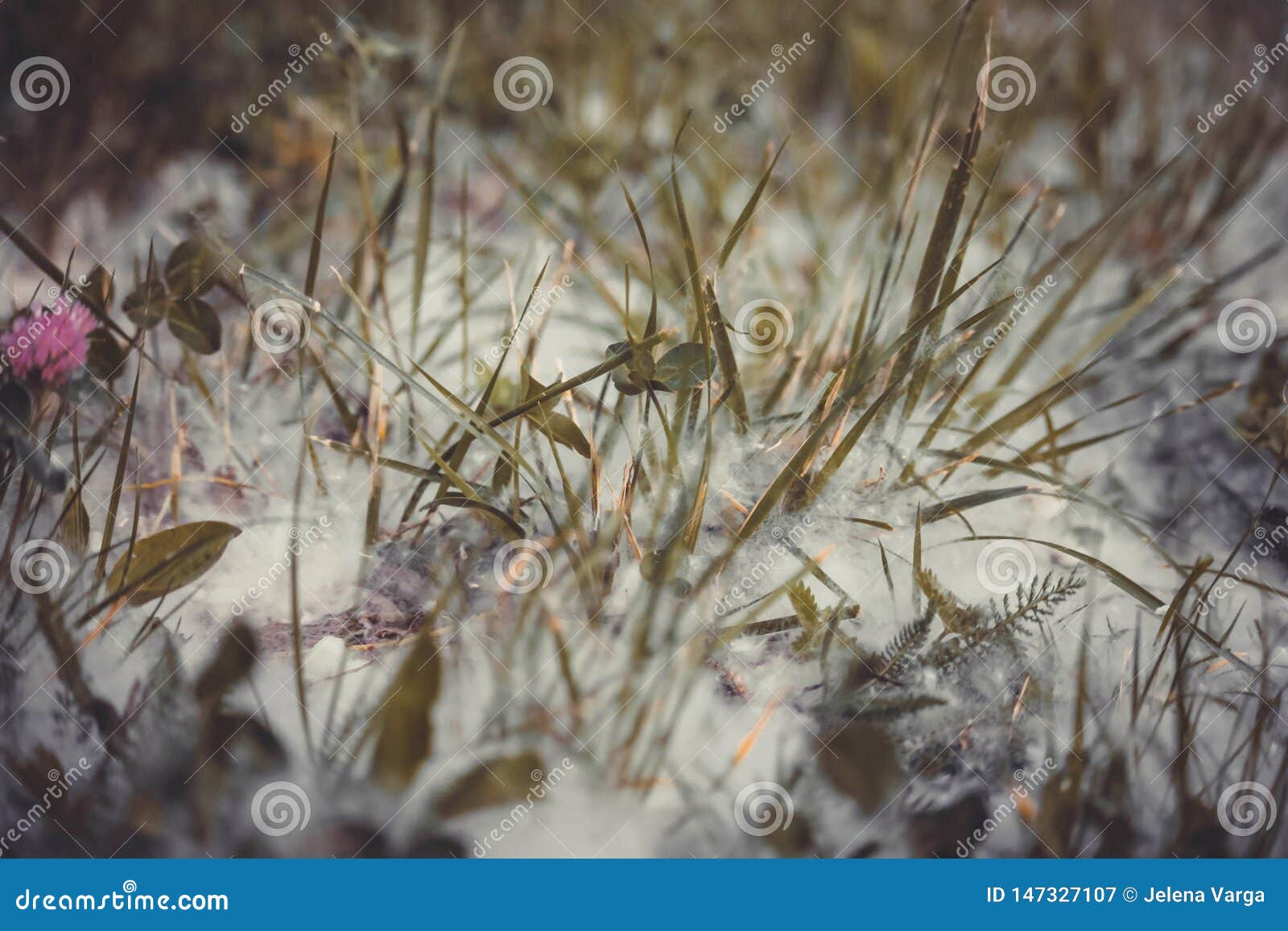 Pollen in spring stock image. Image of meadow, flower - 147327107