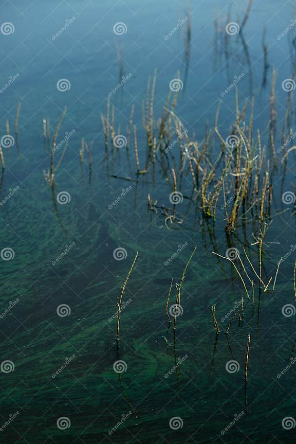 Pollen and Green Ooze on the River Stock Photo - Image of copy, dark ...