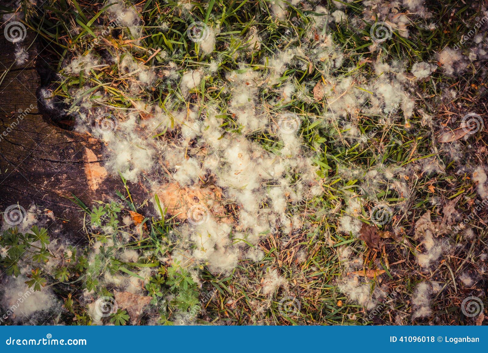 Pollen on the Ground in Spring Stock Photo - Image of seeds, grass ...