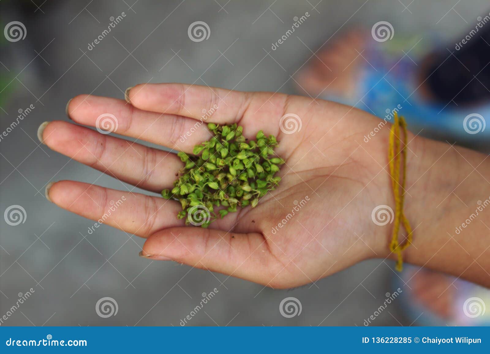 Pollen in the Hand.Ocimum Sanctum Stock Image - Image of flora, herbal ...