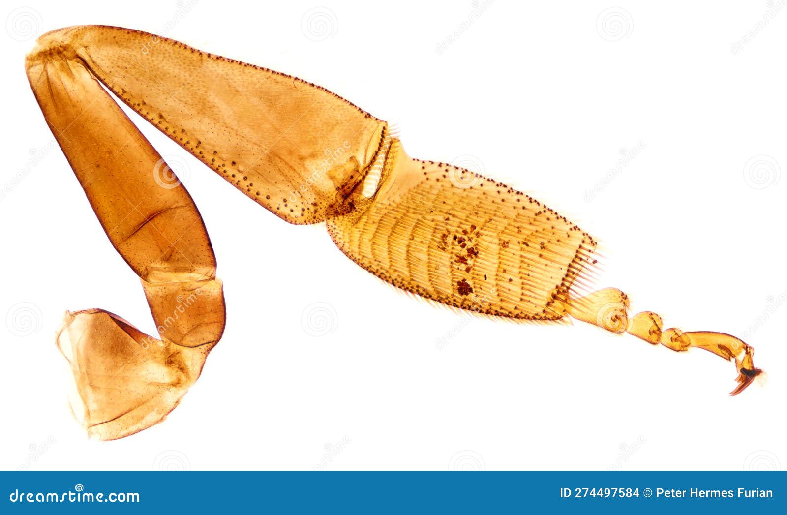 Pollen on a Honeybee Leg, Apis, Whole Mount, 8X Light Micrograph Stock ...