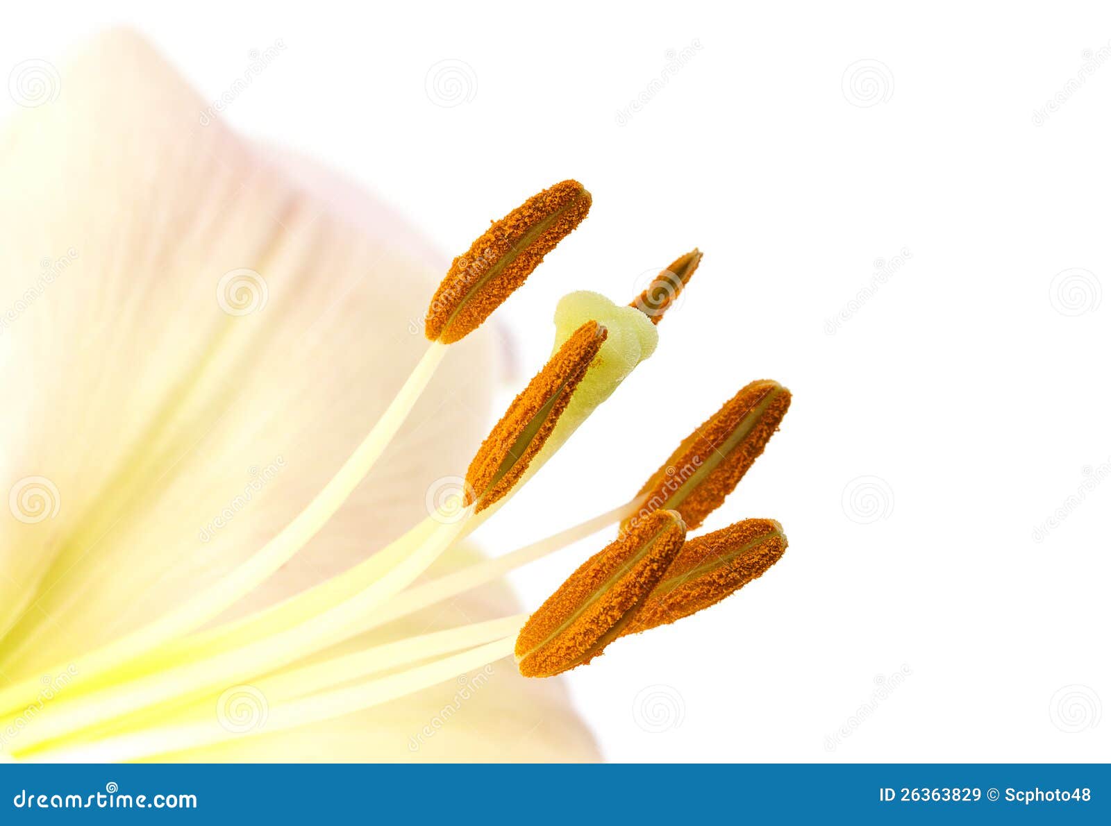 Pollen on lily stamens stock image. Image of elegant - 26363829